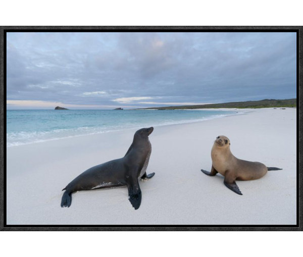 Bless international Galapagos Sea Lion Pair On Beach Framed On Canvas ...
