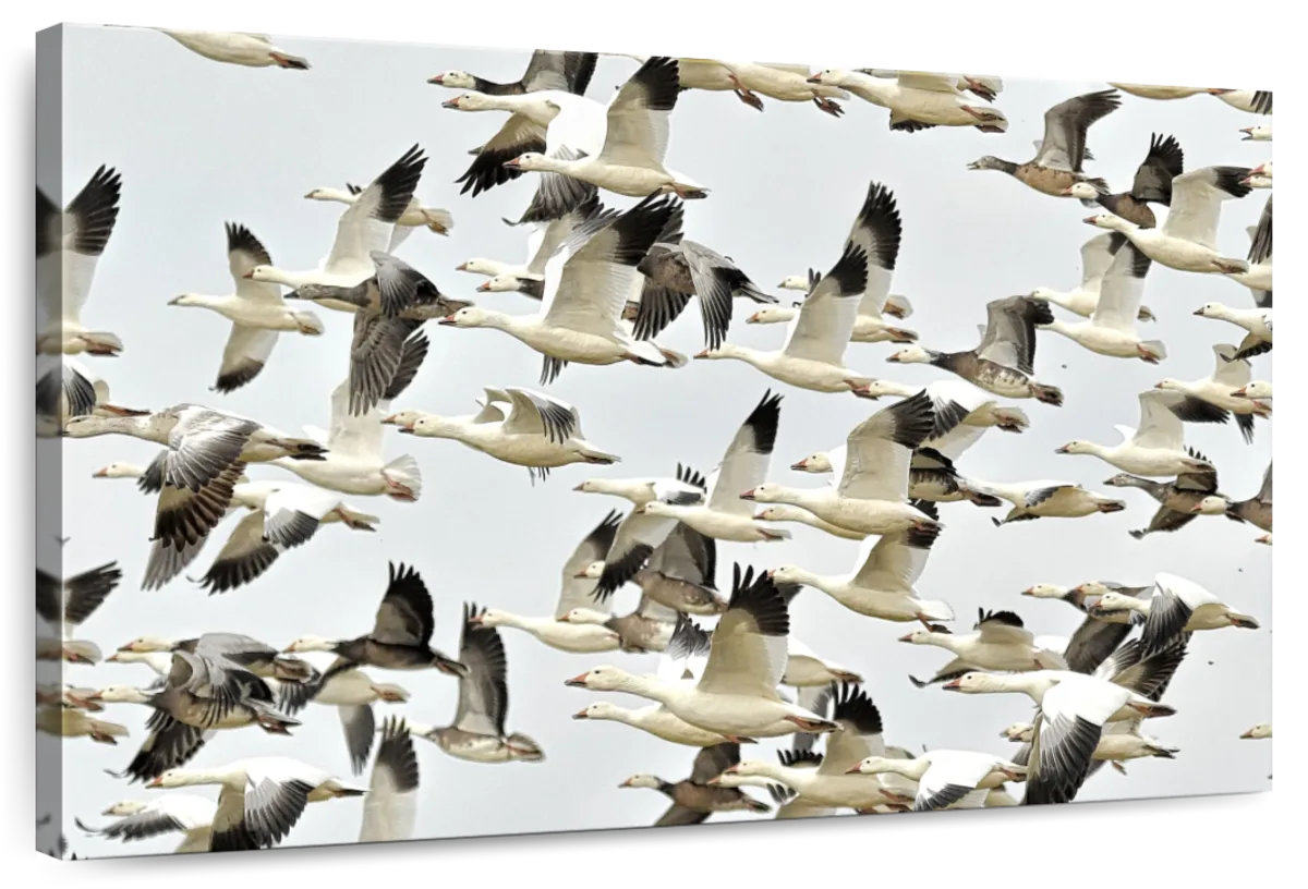Ebern Designs Crowle Flying Snow Geese - Wayfair Canada