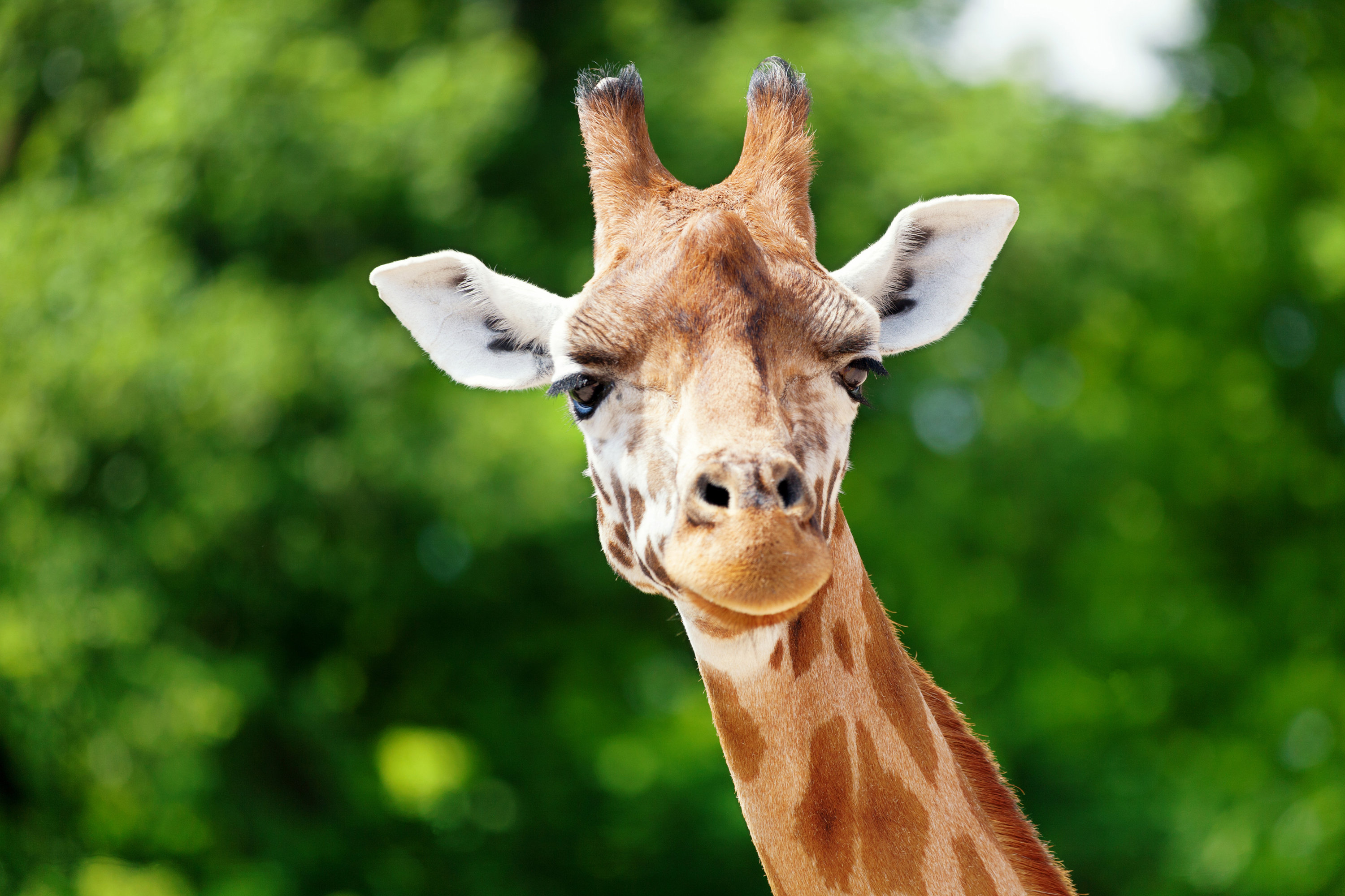 Ebern Designs Giraffe | Wayfair.ie