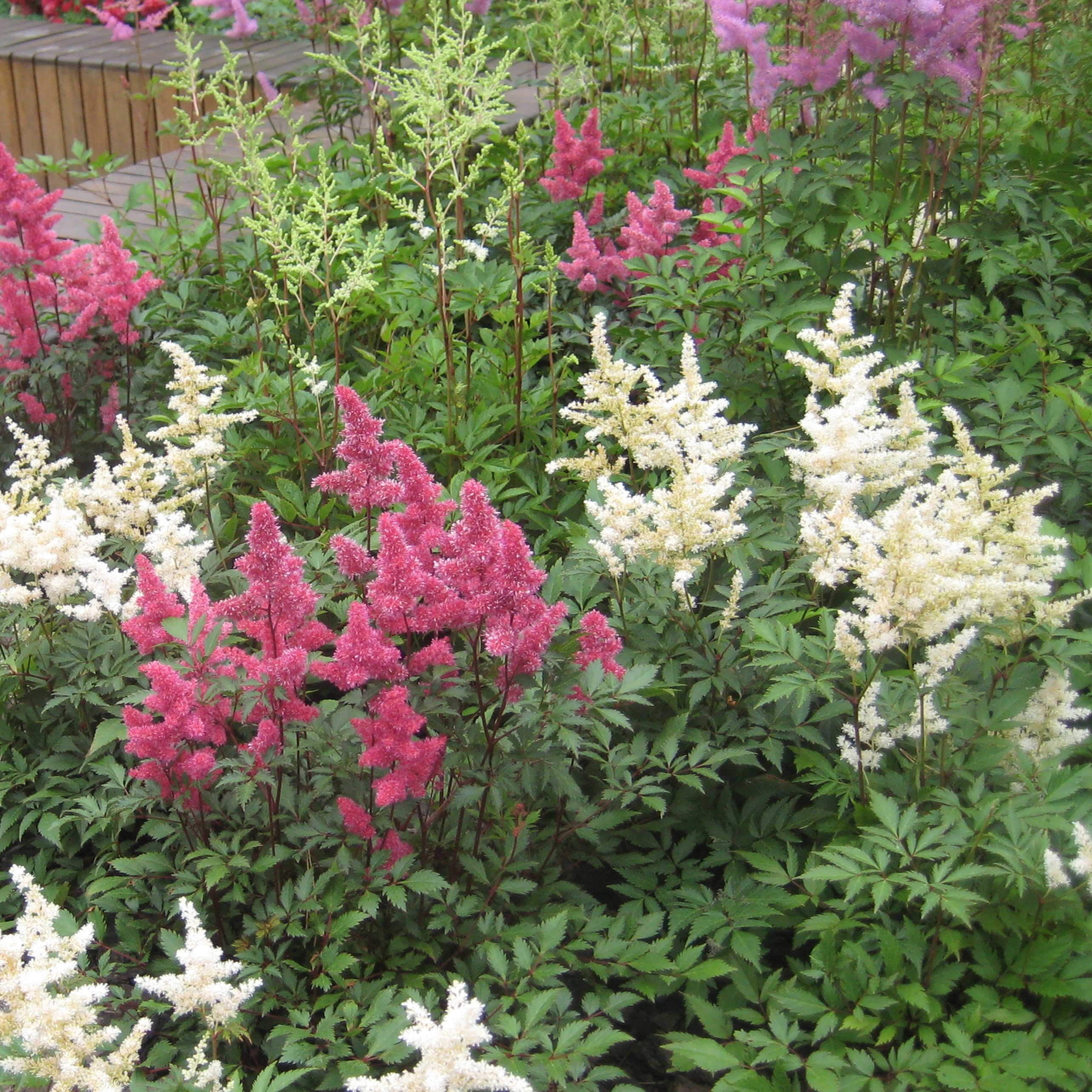 Touch of ECO Giant Plume Astilbe Colorful Mix - 6 Bulbs - Purple, White ...