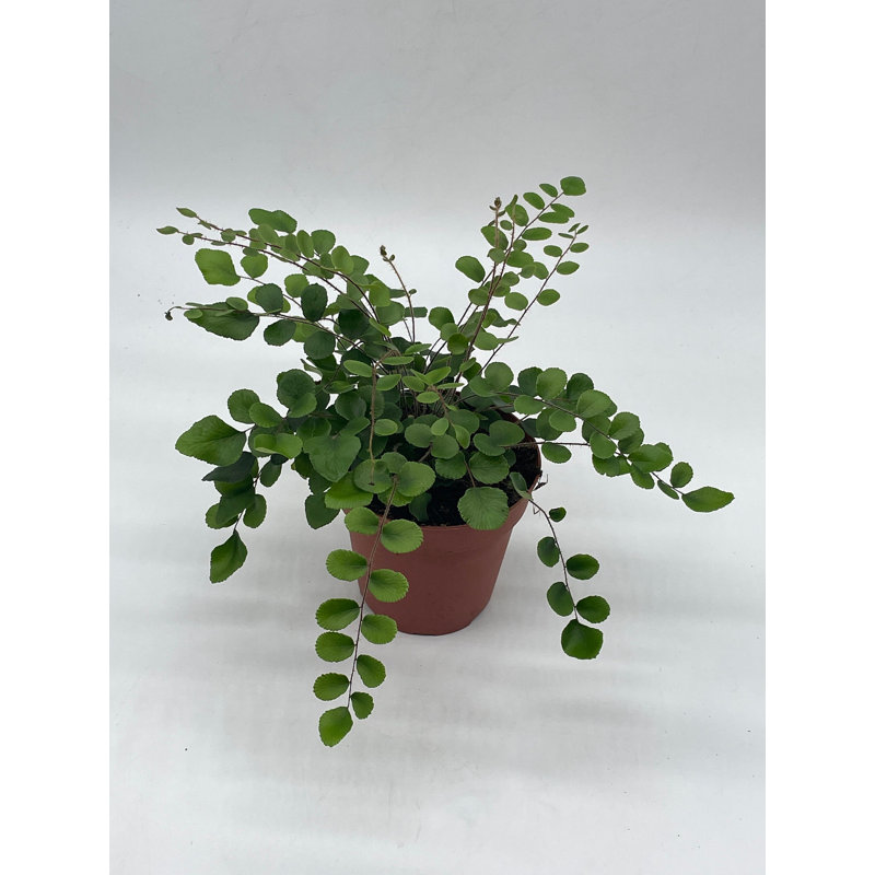 Florida House Plants Button Fern 4 Inch Pellaea Rotundifolia & Reviews ...