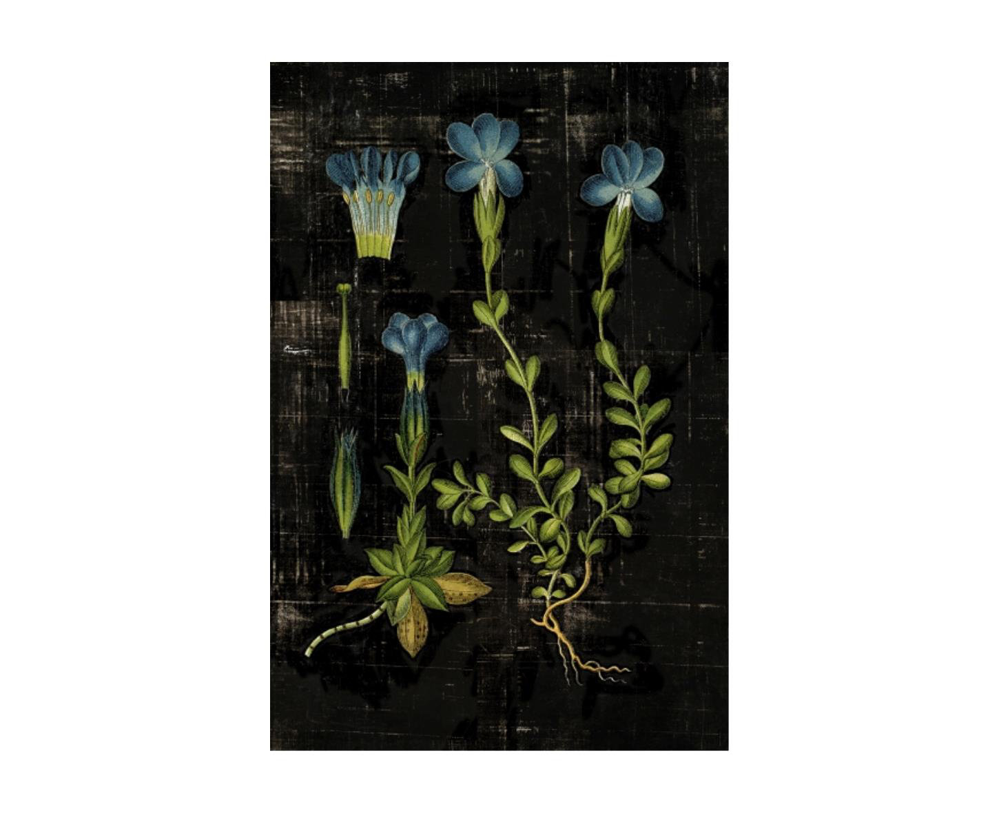 Chelsea Art Studio Botanical Study III by Michelle Bennett Graphic Art ...