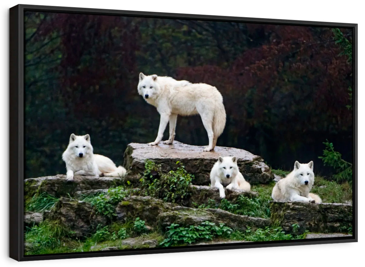 Loon Peak® " Arctic Wolf Pack Wall Art " | Wayfair