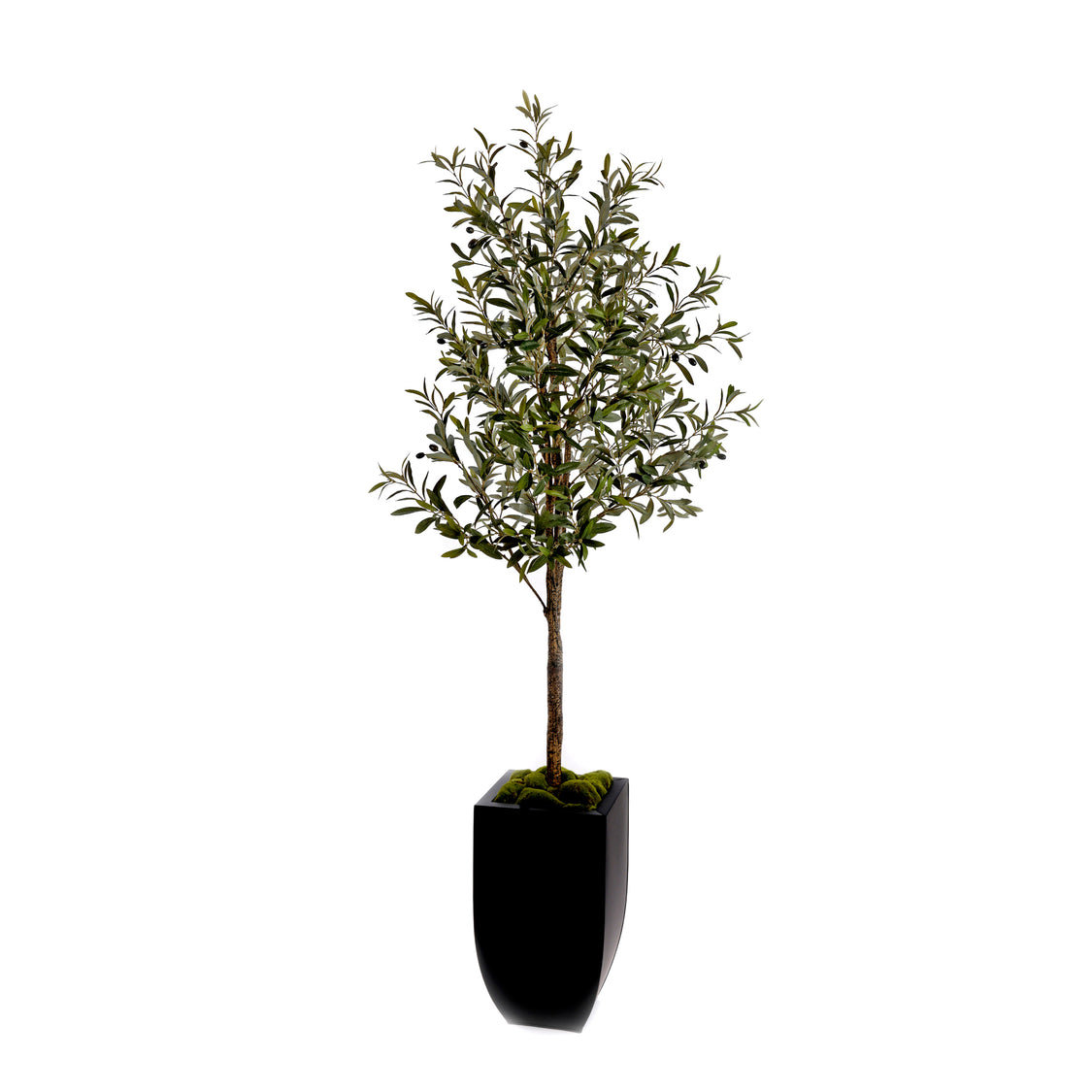 Primrue 80"H Olive Tree With Faux Moss In Black Tapered Tin Planter ...