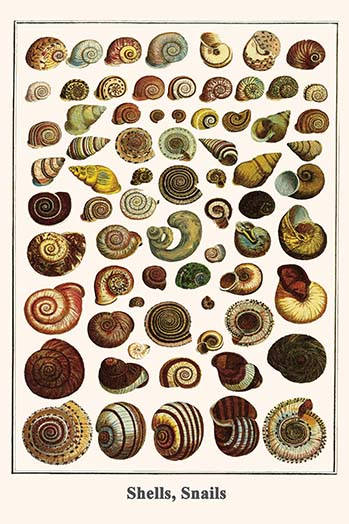 Buyenlarge Shells Snails by Albertus Seba Print | Wayfair