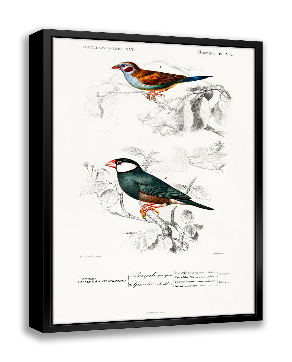 ATX Art Group LLC Red-Cheeked Cordonbleuand Java Sparrow by Stanley ...