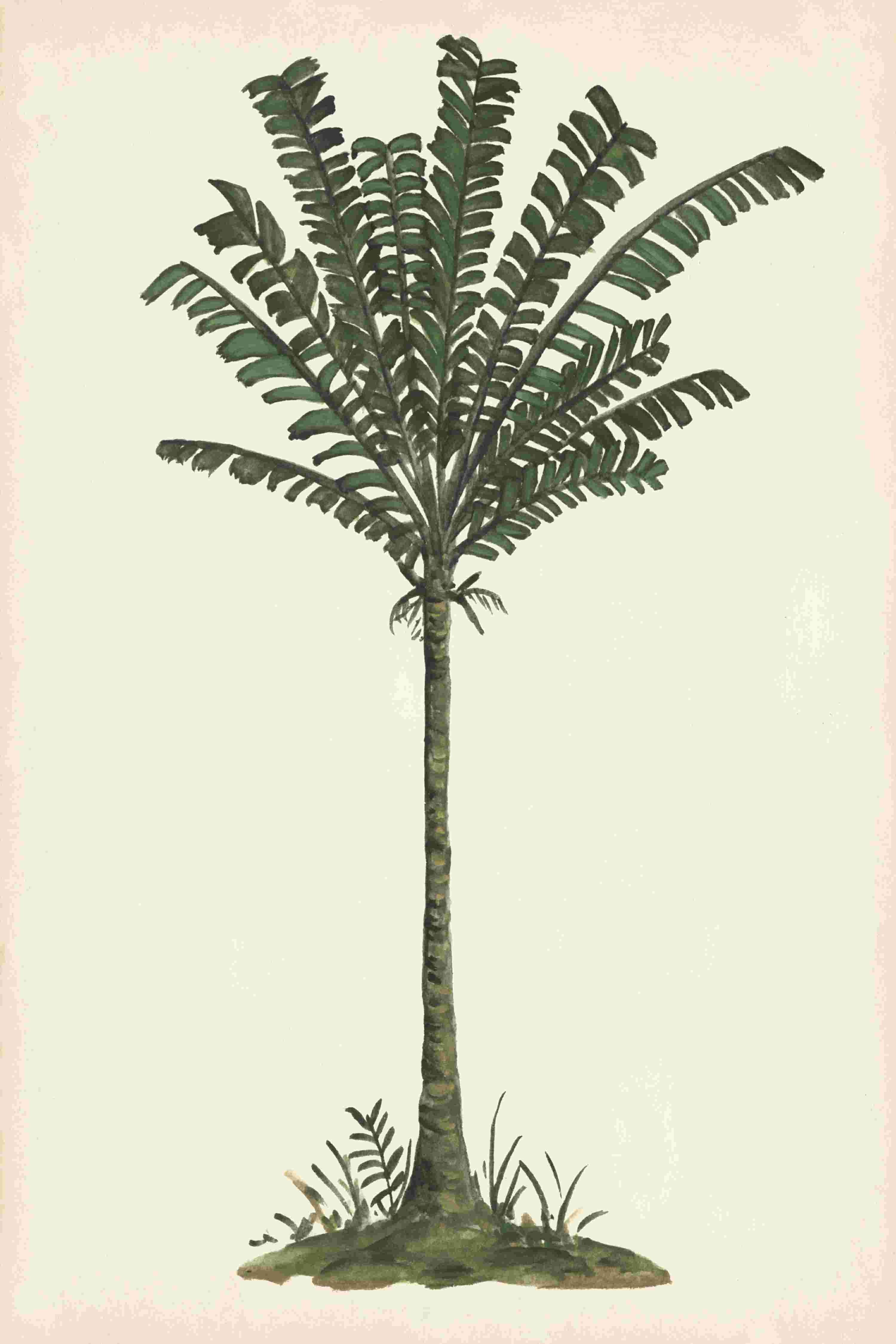 Bayou Breeze Palm Tree Study IV - Wayfair Canada