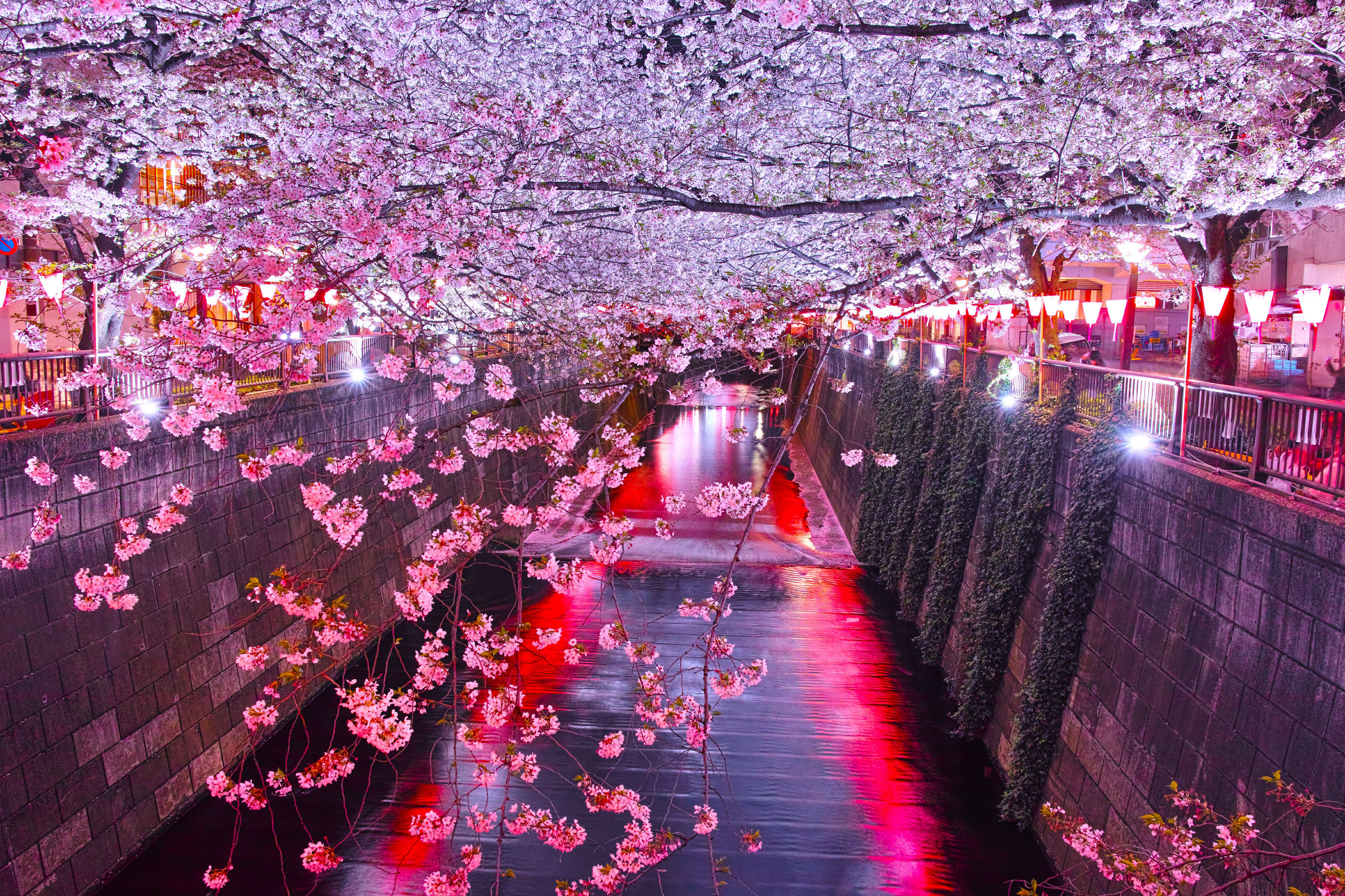 Ebern Designs Drevaughn Sakura At Meguro River - Wrapped Canvas ...