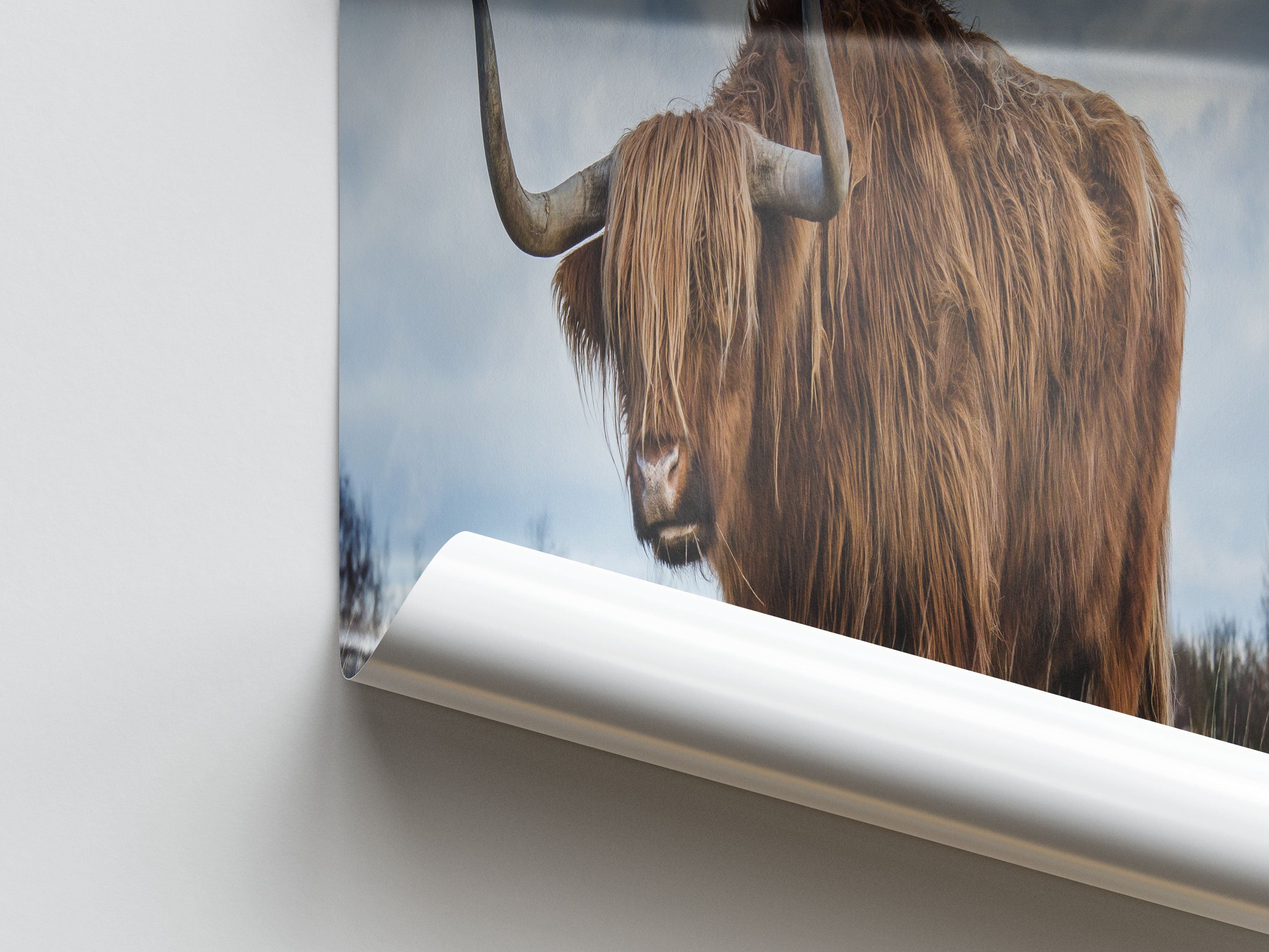 Union Rustic Bull, Scottish Highland Art Canvas, Nature Wall Decor ...