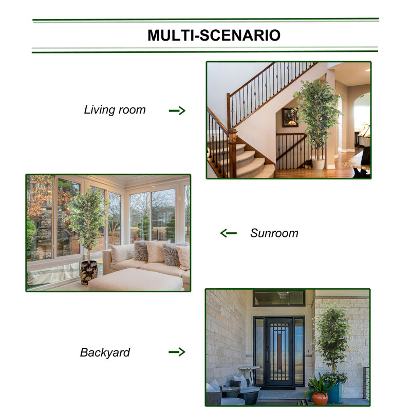 Primrue 84 Ficus Tree Plant | Wayfair