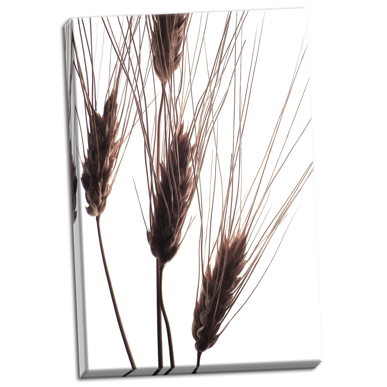Millwood Pines 'Wheat II' Photographic Print on Wrapped Canvas | Wayfair