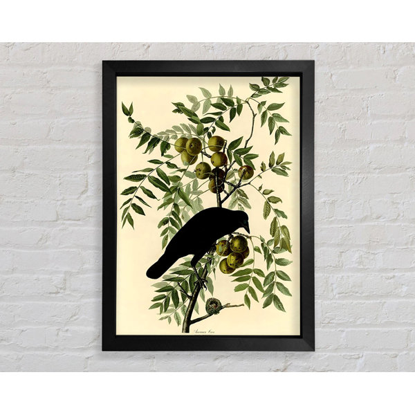 Bright Star Audubon American Crow Plate 156 - Single Picture Frame Art ...