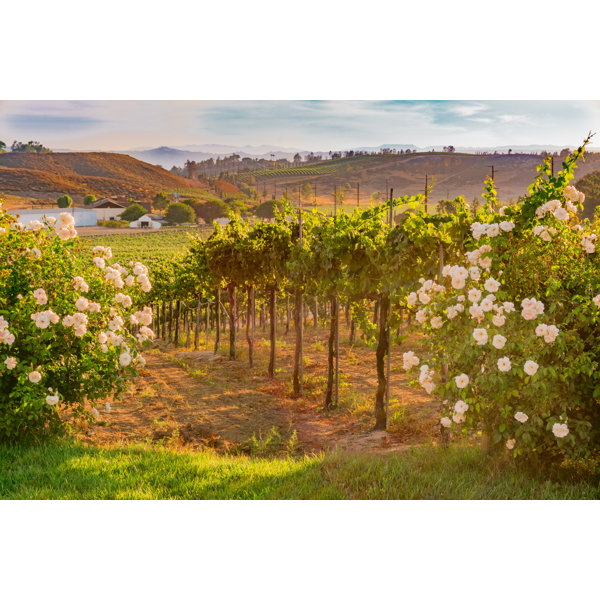 Ebern Designs California Vineyard at Dusk by Ron and Patty Thomas | Wayfair