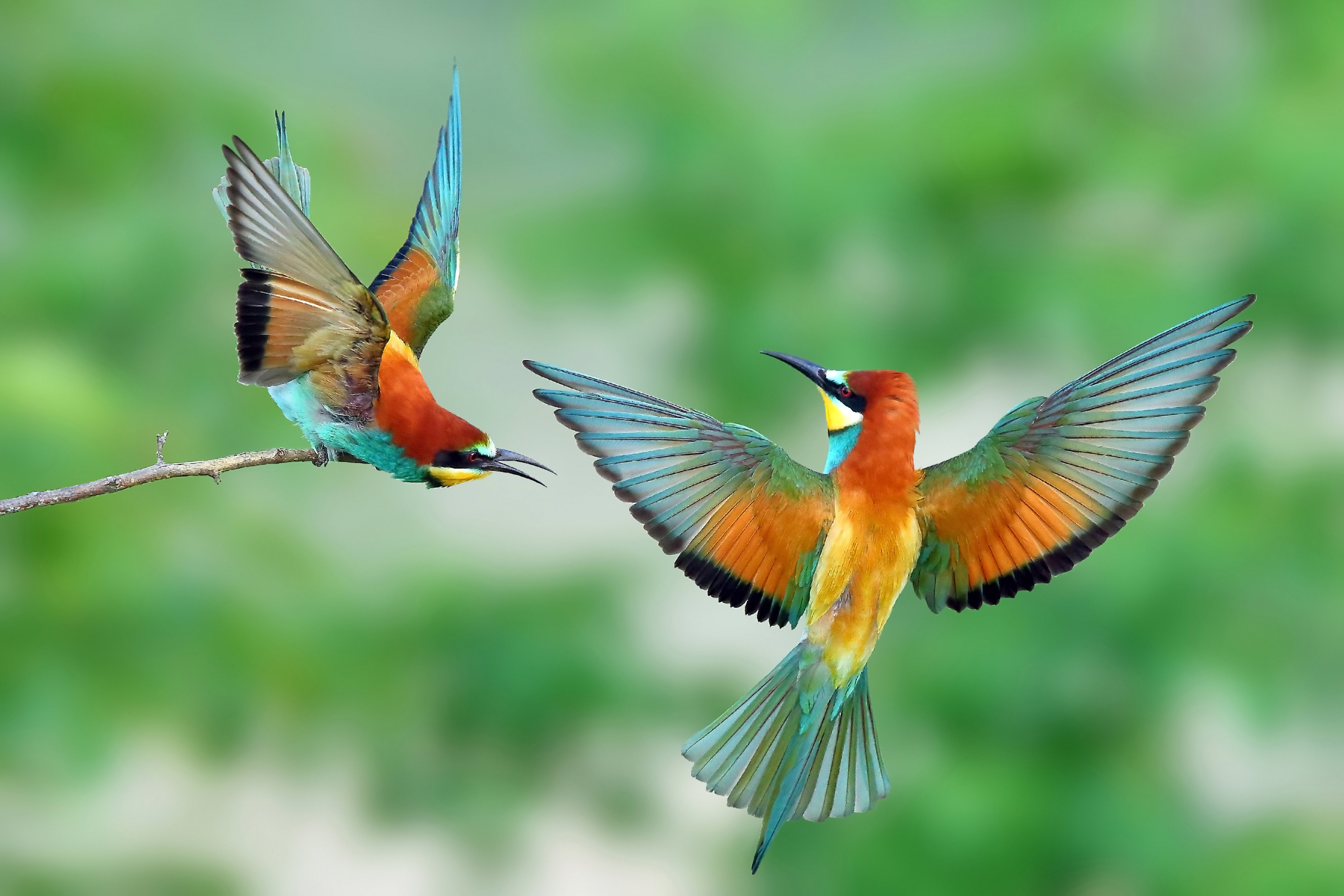 Ebern Designs European Bee-Eater (Merops Apiaster) in Natural Habitat ...