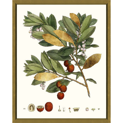 Vintage Print Gallery Tree Branch Print I by Vintage Print Gallery ...