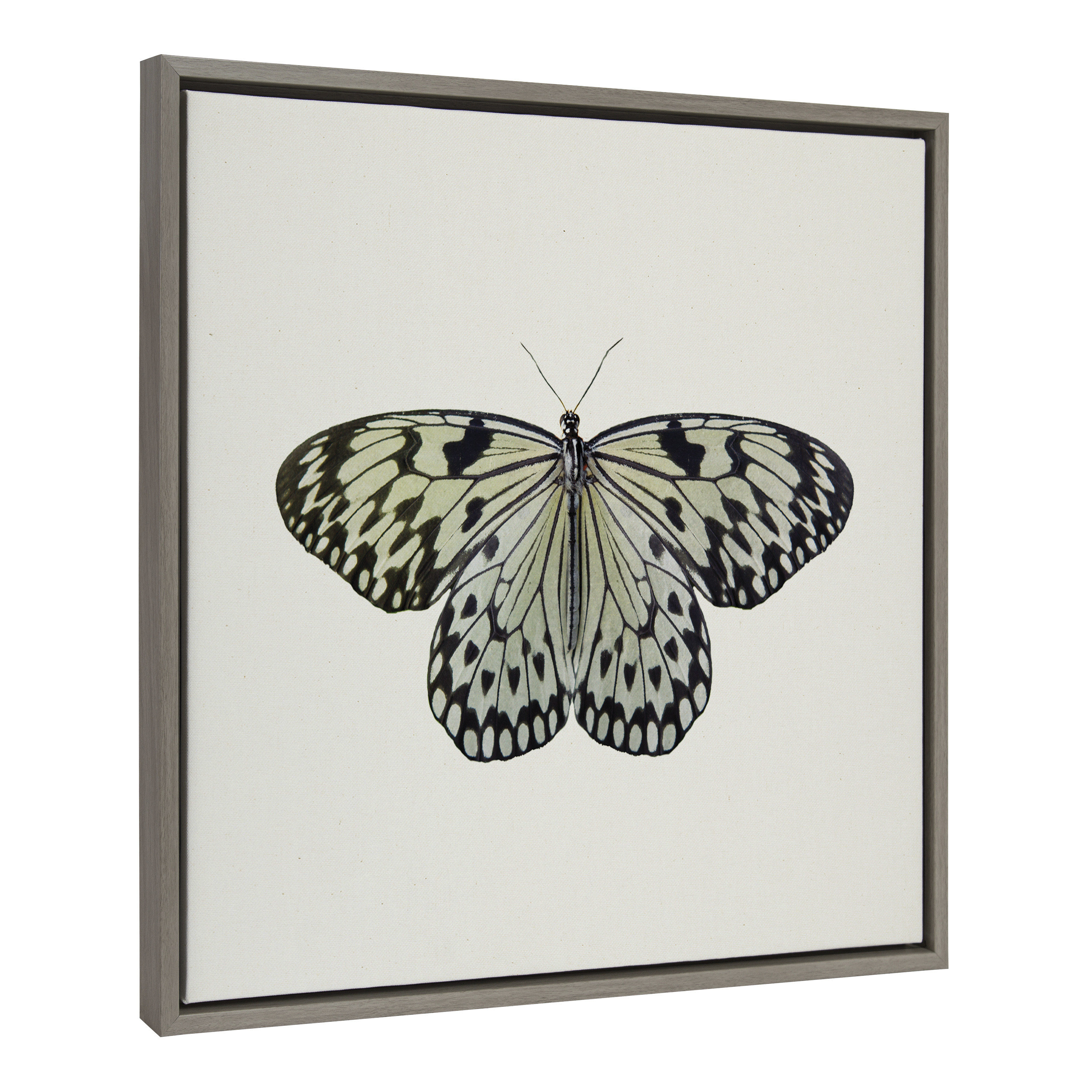Gracie Oaks Two Tone Butterfly by Robert Cadloff - Floater Frame ...