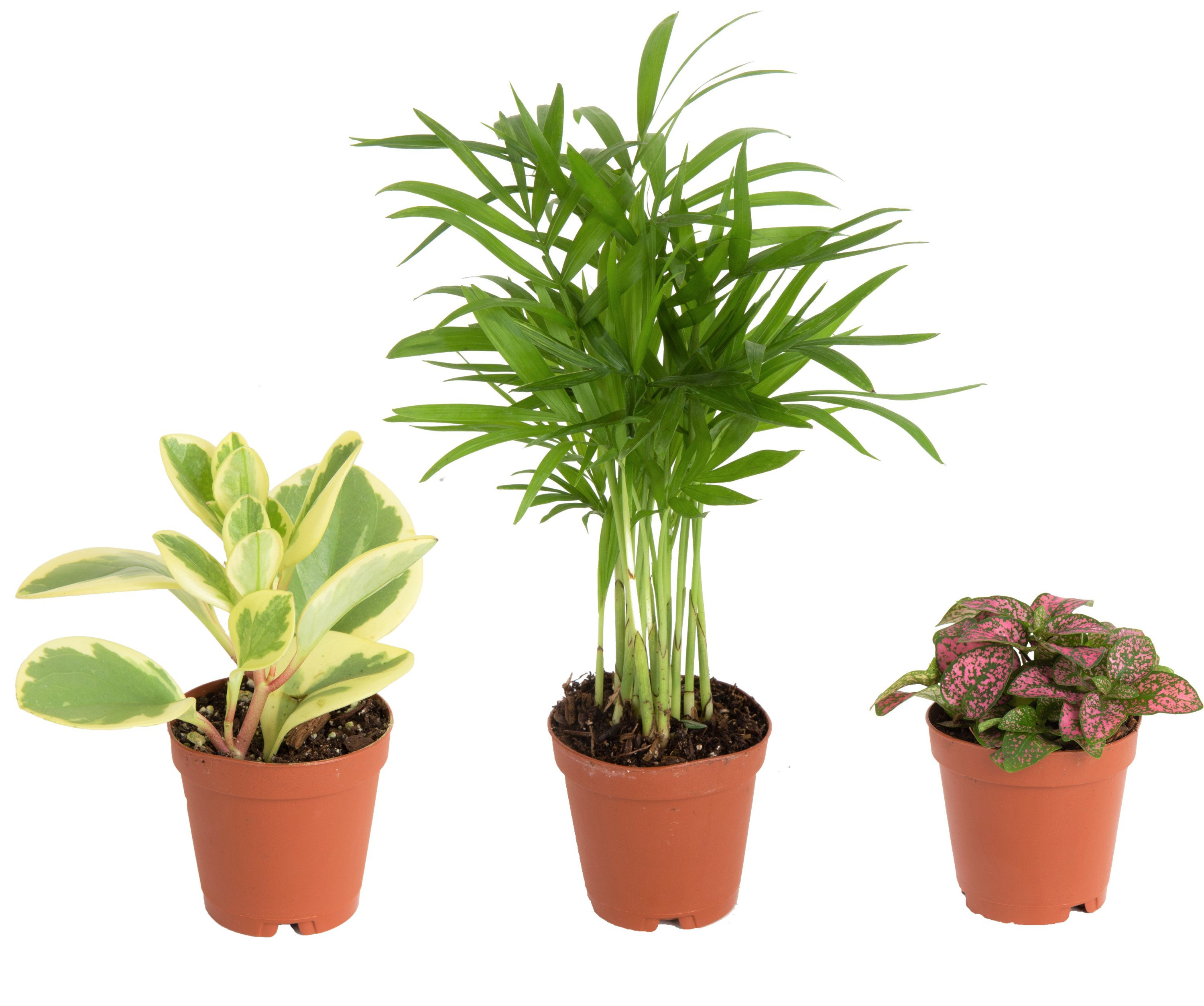 Costa Farms Indoor Tiny Plants Collection House Plant in 2-inch Nursery ...