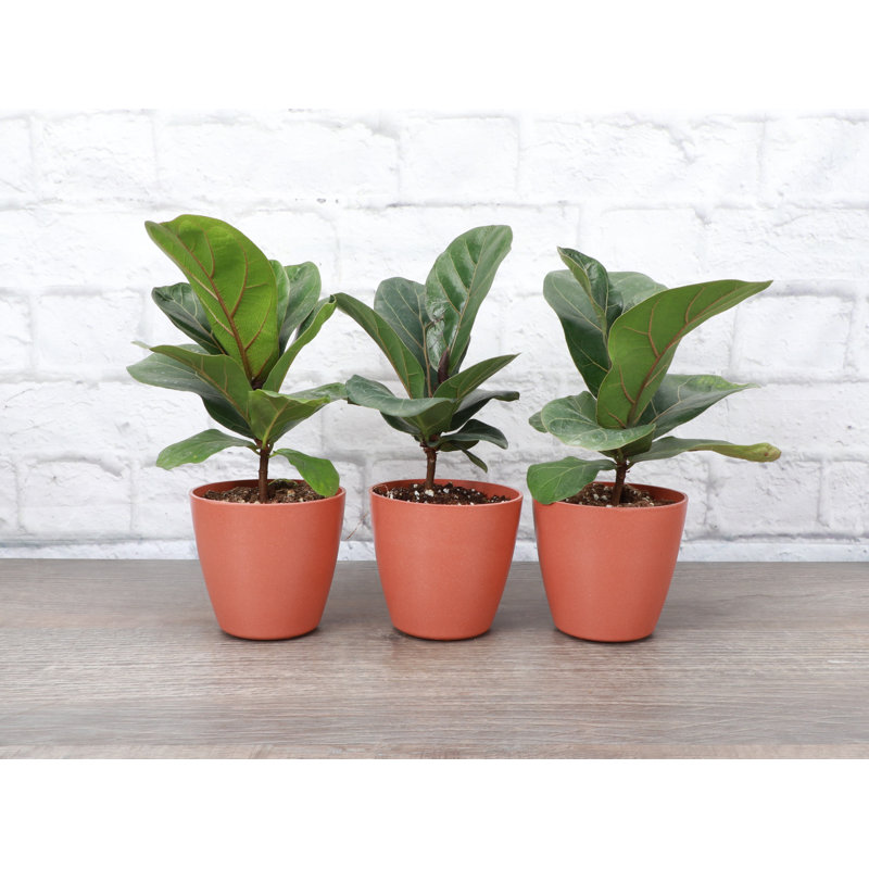Thorsen's Greenhouse Eco Line Live Fiddle Leaf Fig Plant Set with Pots ...