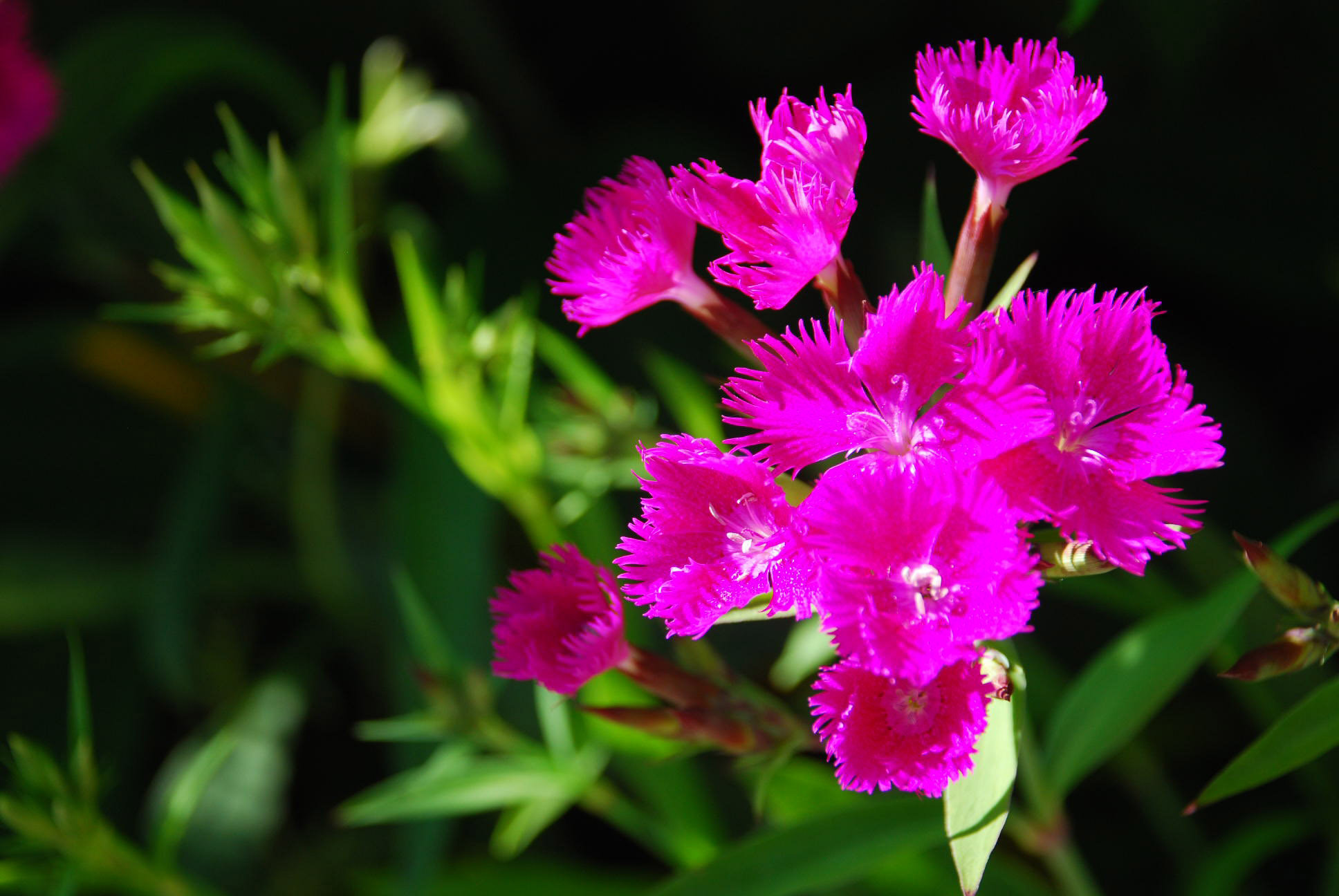Winston Porter Hot Pink Spiky Flowers - Wayfair Canada