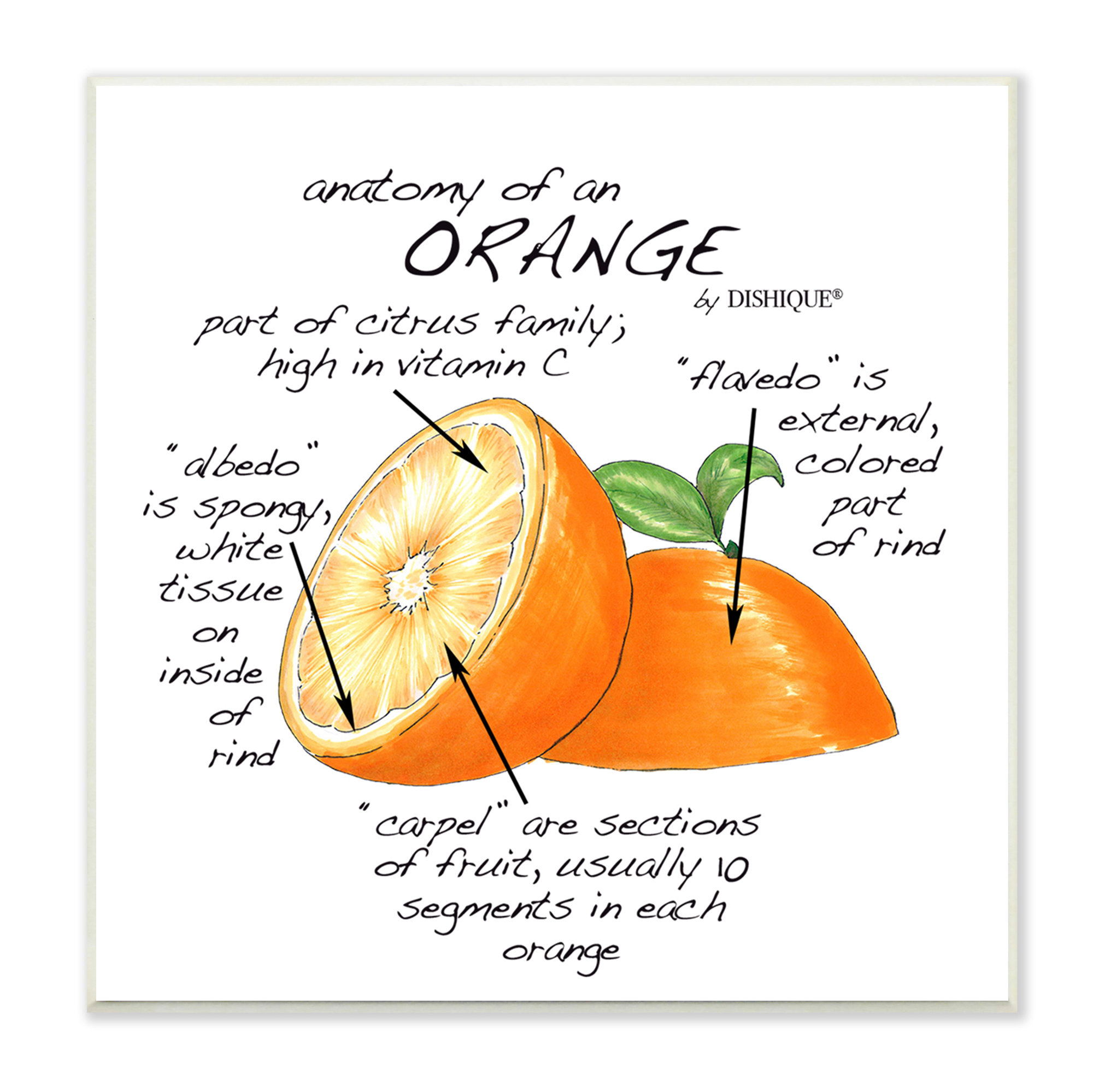Stupell Industries " Orange Citrus Fruit Chart Informative Learning ...