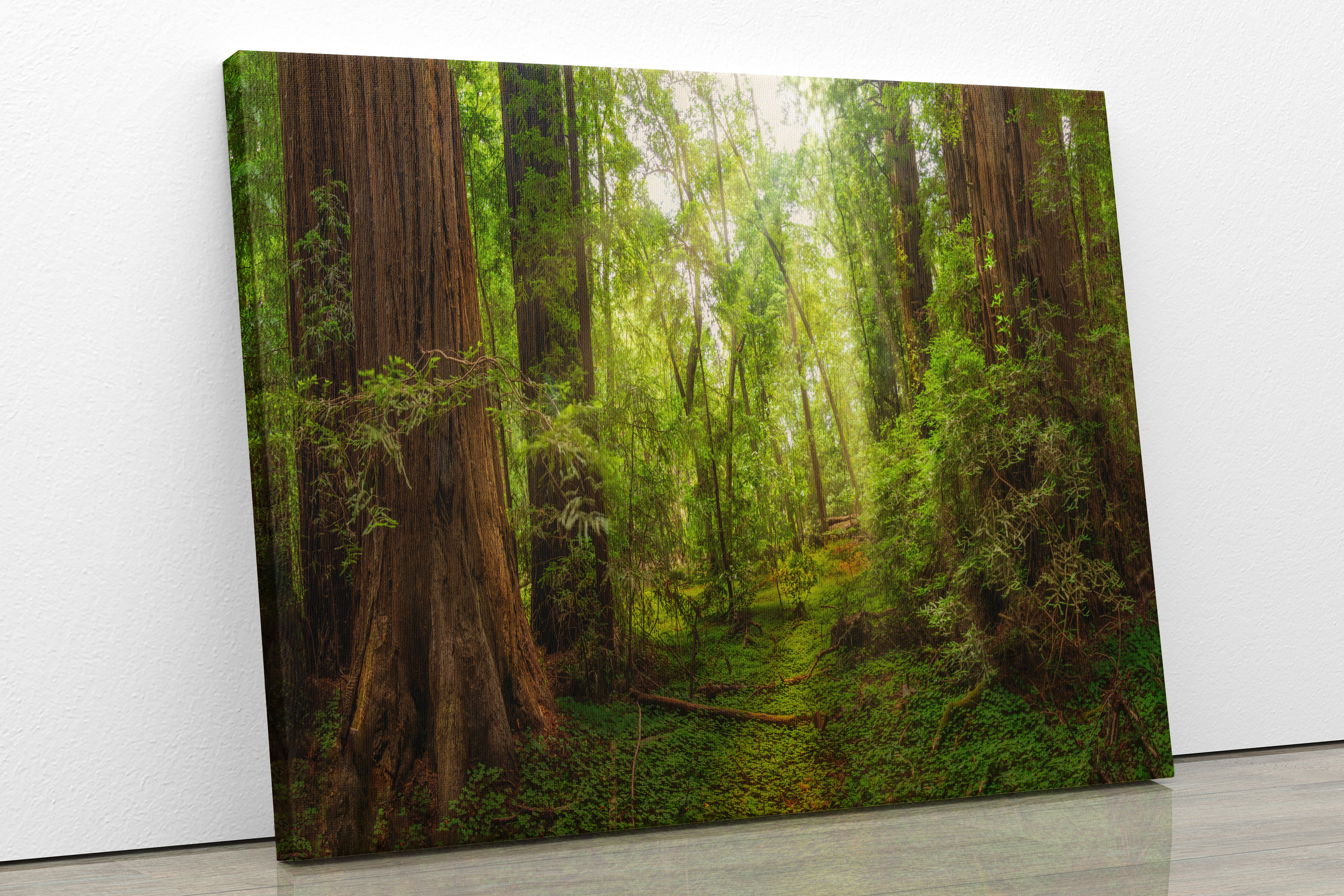Loon Peak® Redwood Forest by Jamie Lee Peterson - Photograph Print ...