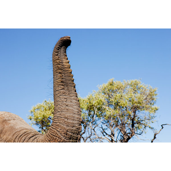 Ebern Designs Mairs Female African Elephant Trunk by Image Source ...