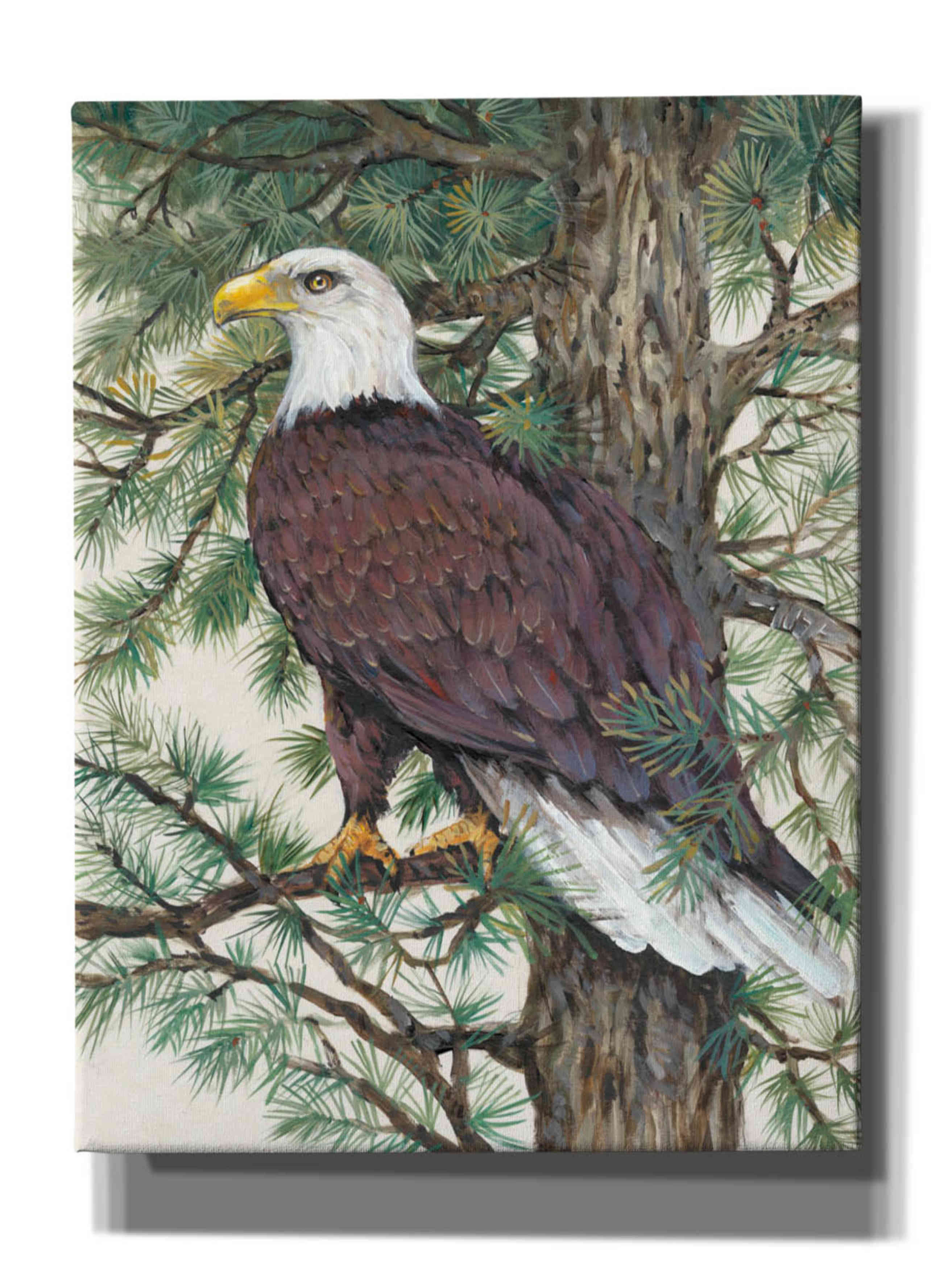 Loon Peak 'Eagle In The Pine' By Tim O'toole, Canvas Wall Art, 12"X16 ...