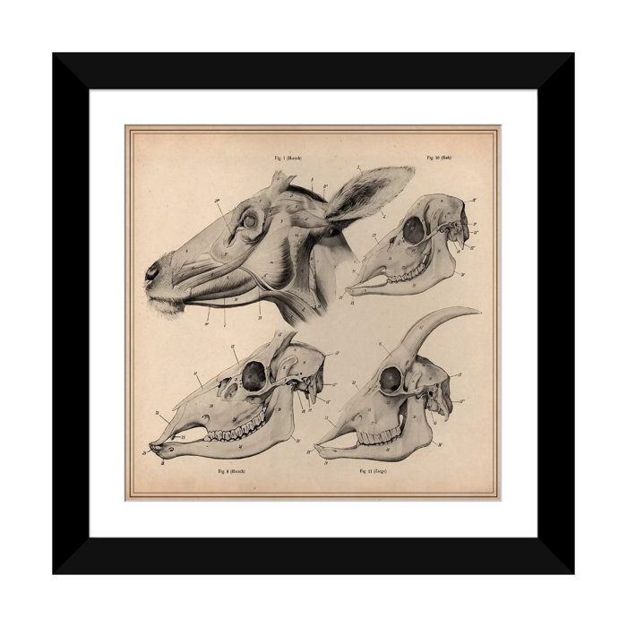 iCanvas 'Goat Head Skeleton Anatomy' by Wilhelm Ellenberger and Hermann ...