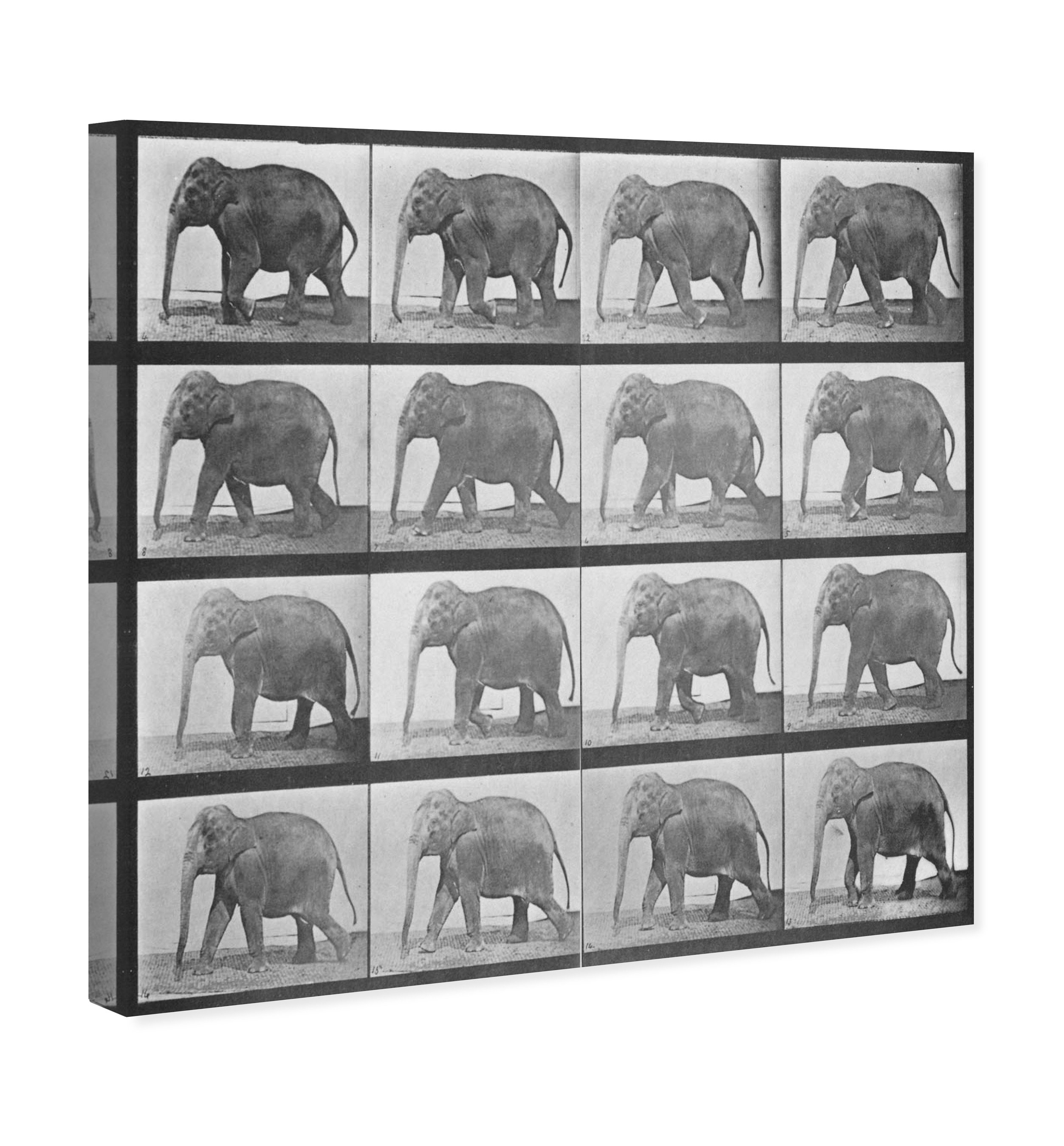 Oliver Gal Prints Elephant in Motion - Wrapped Canvas Photograph ...