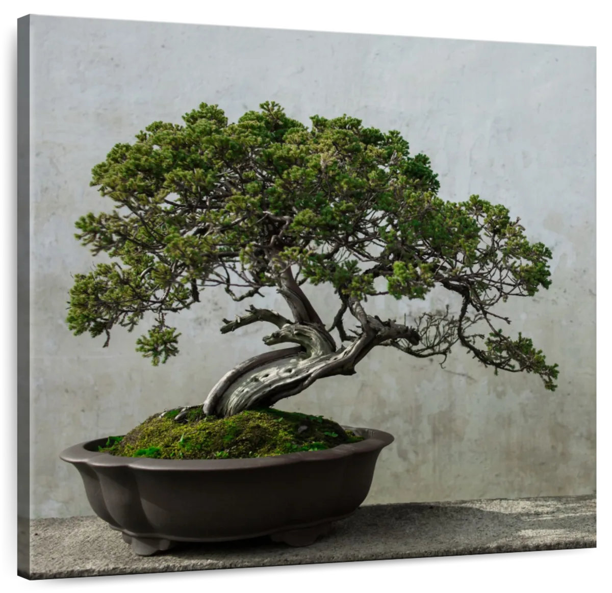 Lark Manor™ Harnek Pine Tree Bonsai | Wayfair