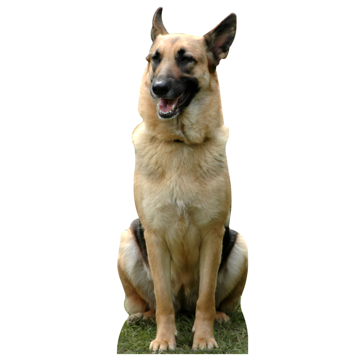 Wet Paint Printing German Shepherd Sitting 42" Cardboard Cutout | Wayfair