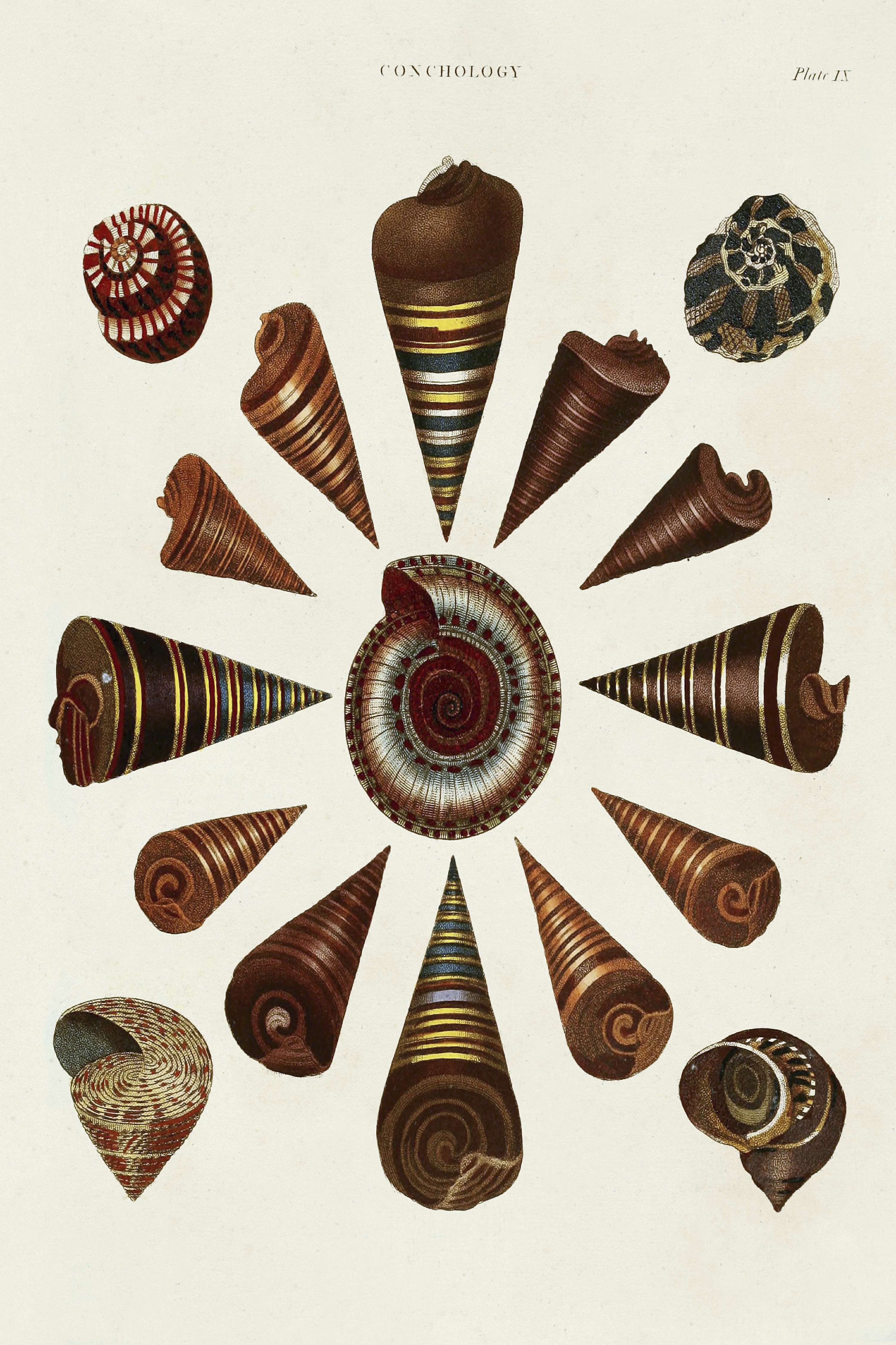 Rosecliff Heights Spiral Shell Formation IV by Albertus Seba - Wrapped ...