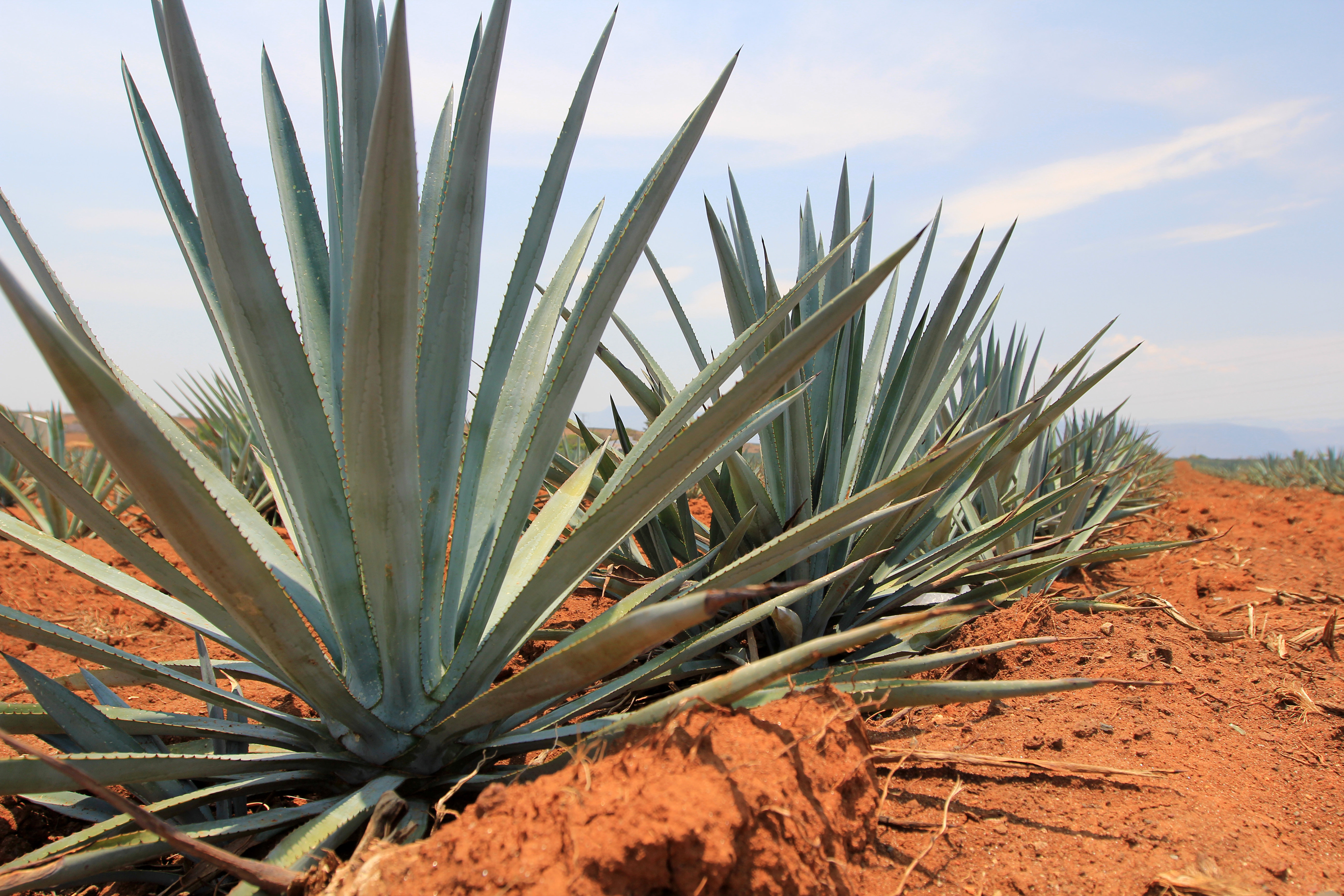 Union Rustic Agave by Arturo Pena Romano Medina | Wayfair