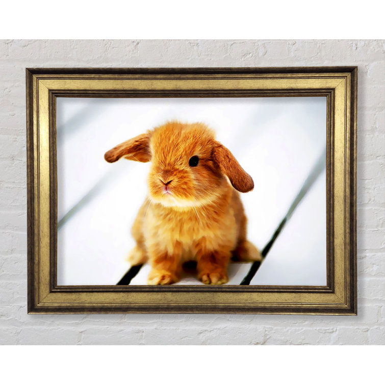 Bright Star Bunny Rabbit Ears - Single Picture Frame Art Prints ...