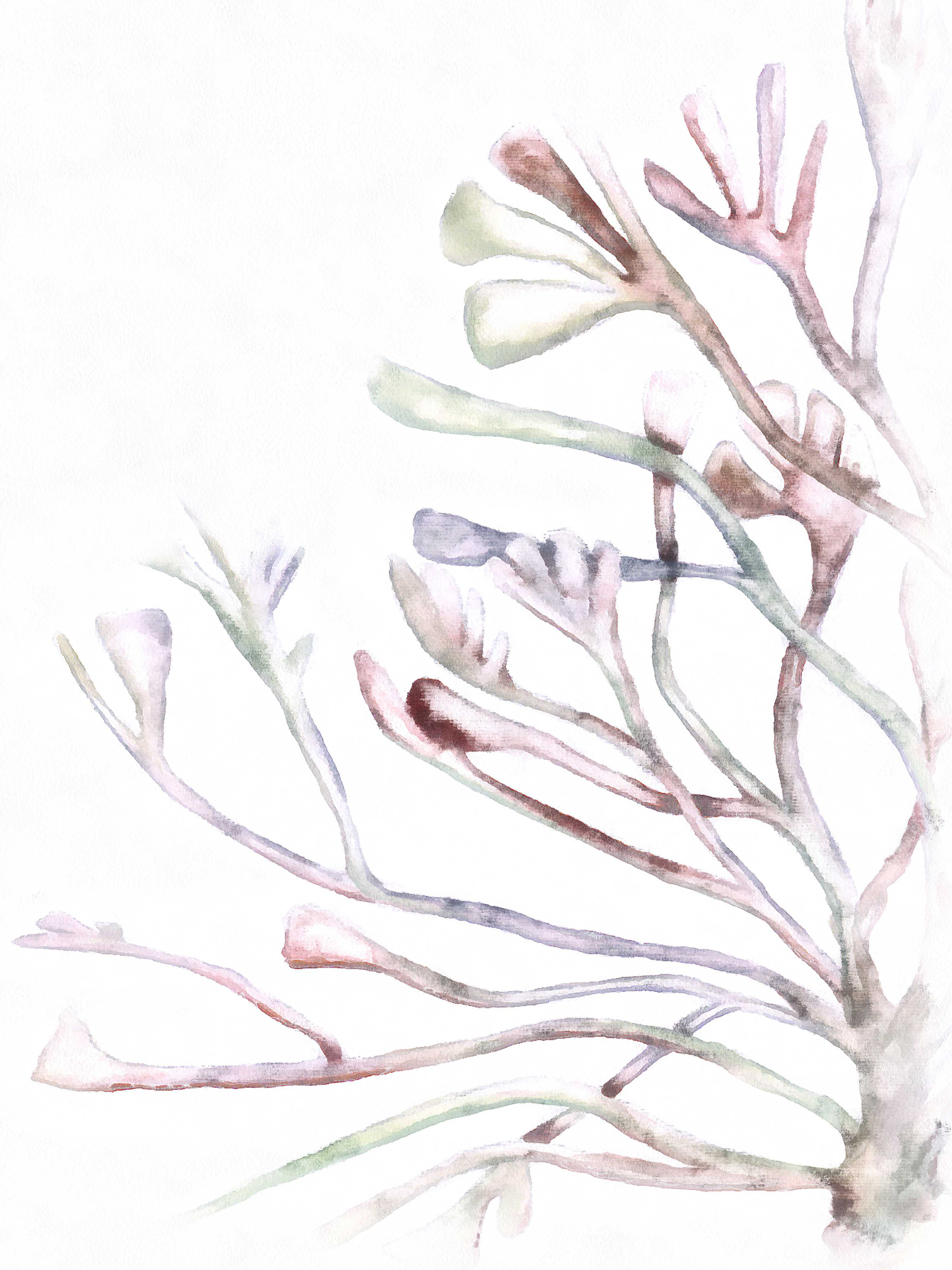 Highland Dunes Coral Botanical - Wrapped Canvas Print | Wayfair