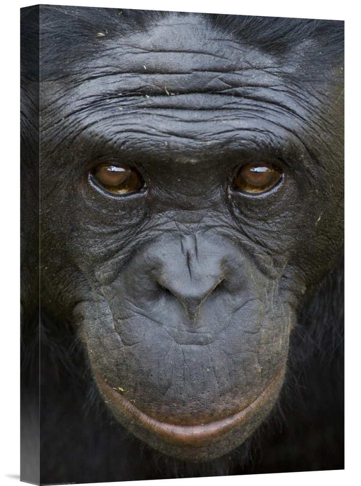 East Urban Home 'Bonobo Portrait, Native to Africa' Photographic Print ...