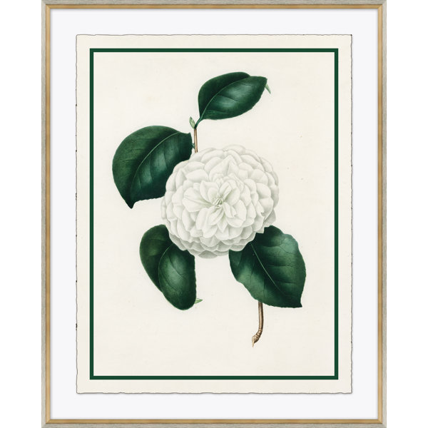 Soicher-Marin Flora Flora VI Framed On Paper Giclee Print - Wayfair Canada