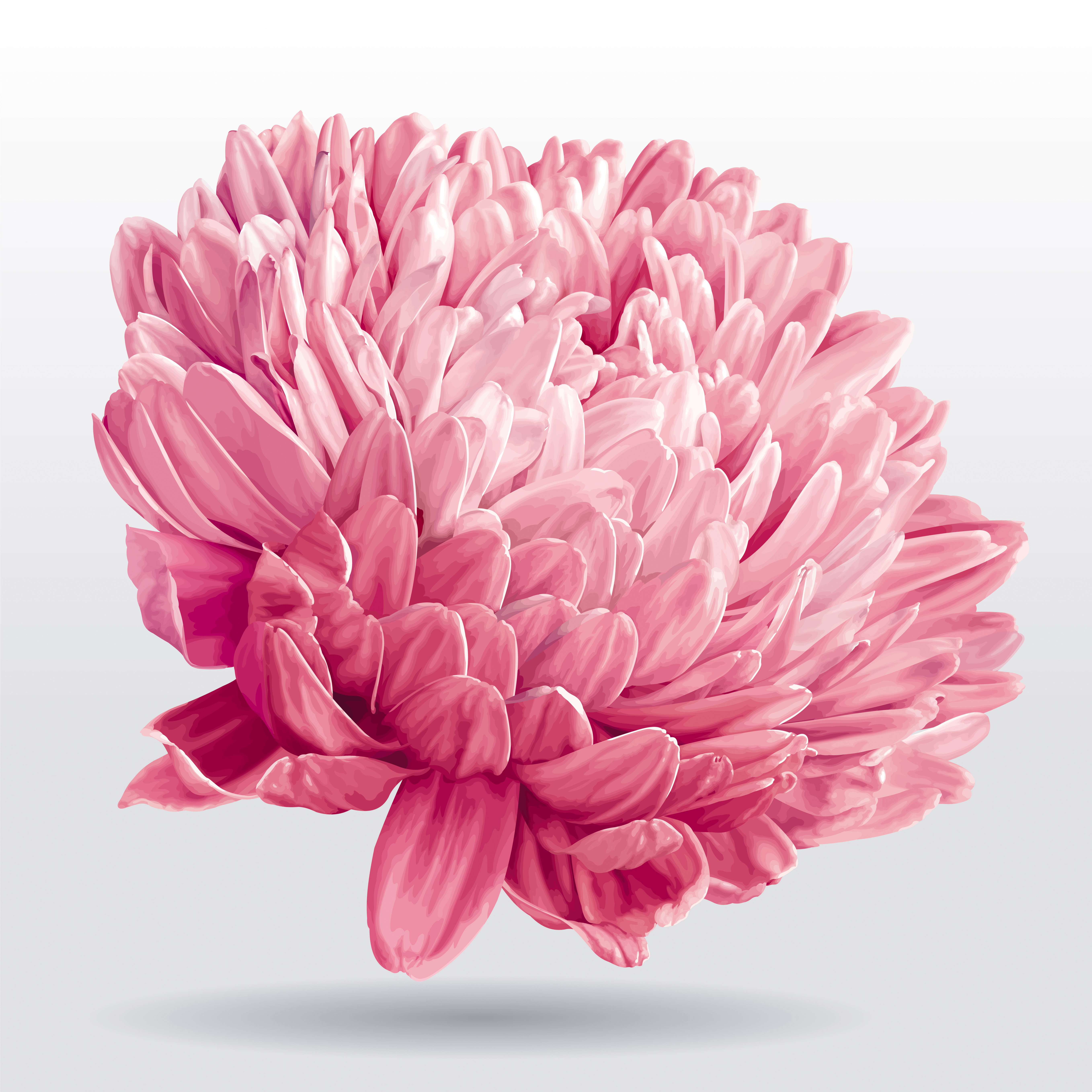 Ebern Designs Luxurious Pink Aster Flower by Vorontsovanatalia ...