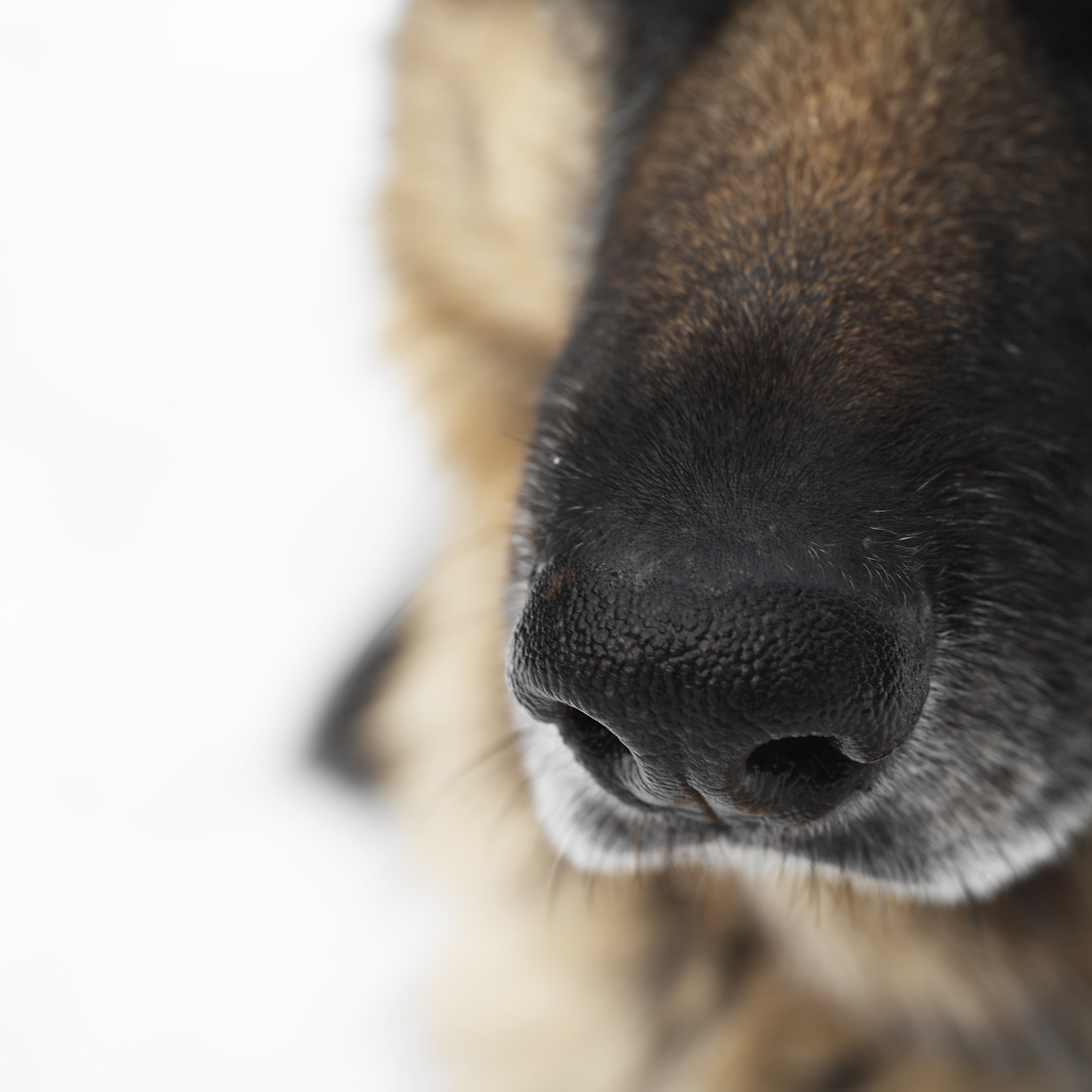 Ebern Designs Nose of a Dog - Wrapped Canvas Photograph | Wayfair