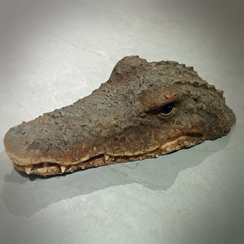 Bay Isle Home Davie Floating Crocodile Head Bust & Reviews | Wayfair