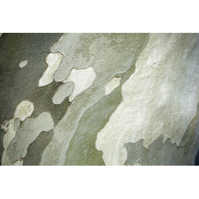 Metro Lane Sycamore Tree Bark by Ailime - Wrapped Canvas Art Prints ...