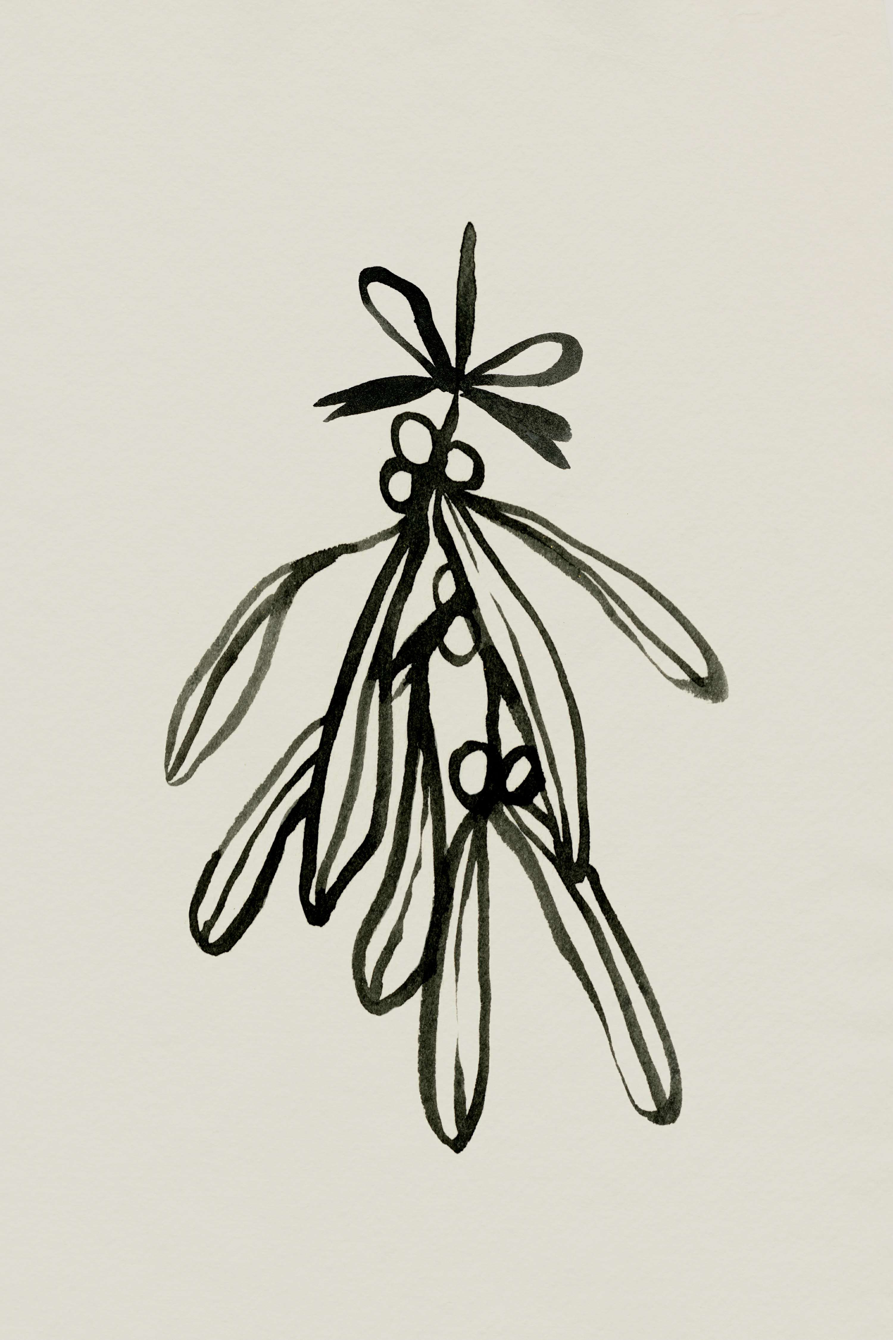line drawing mistletoe