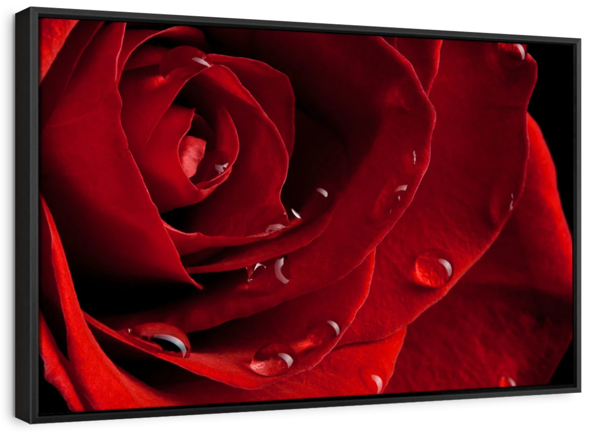 Elephant Stock Fresh Red Rose Canvas Print | Wayfair