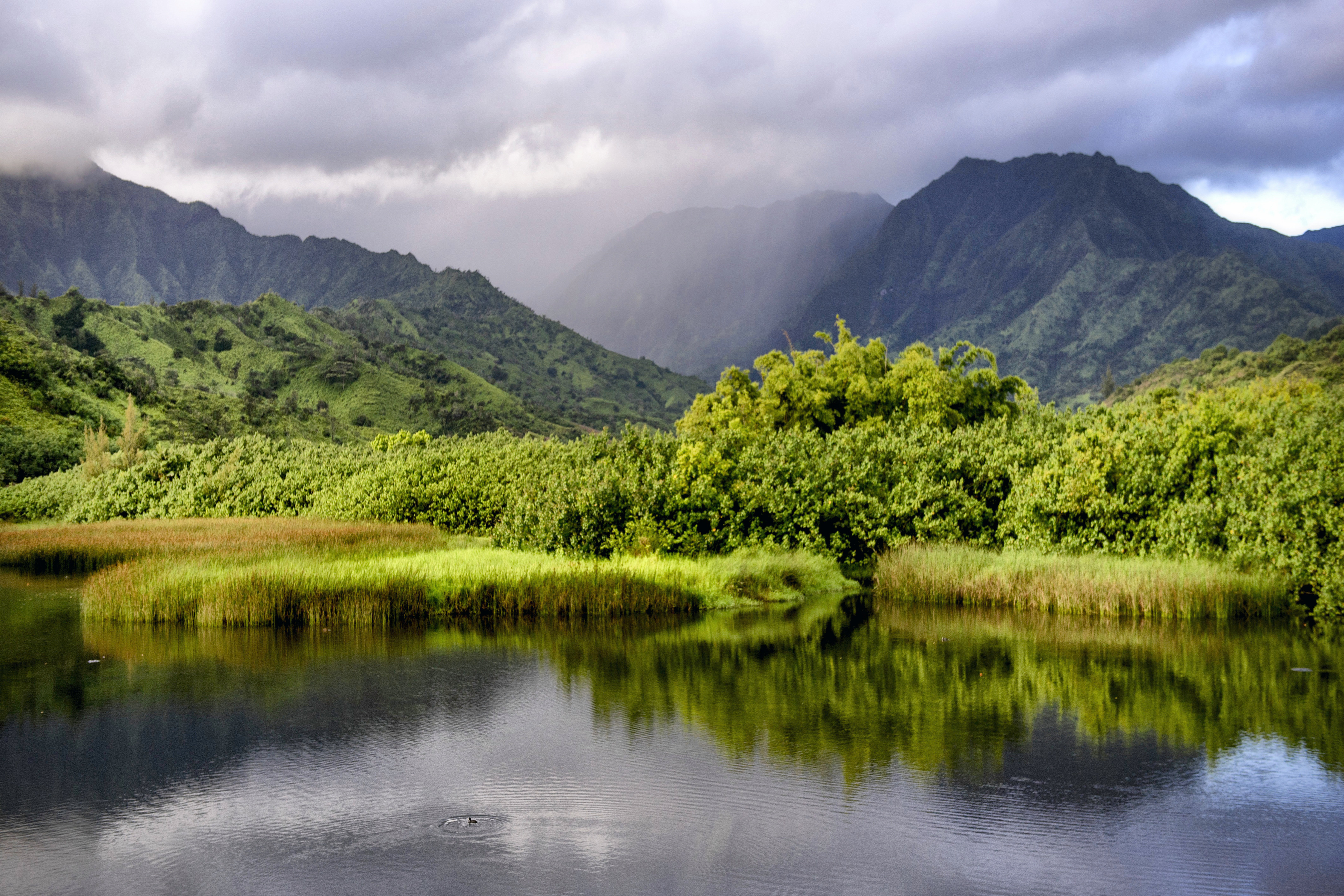 Loon Peak® Coastal Marsh III by Danny Head - Wrapped Canvas Photograph ...