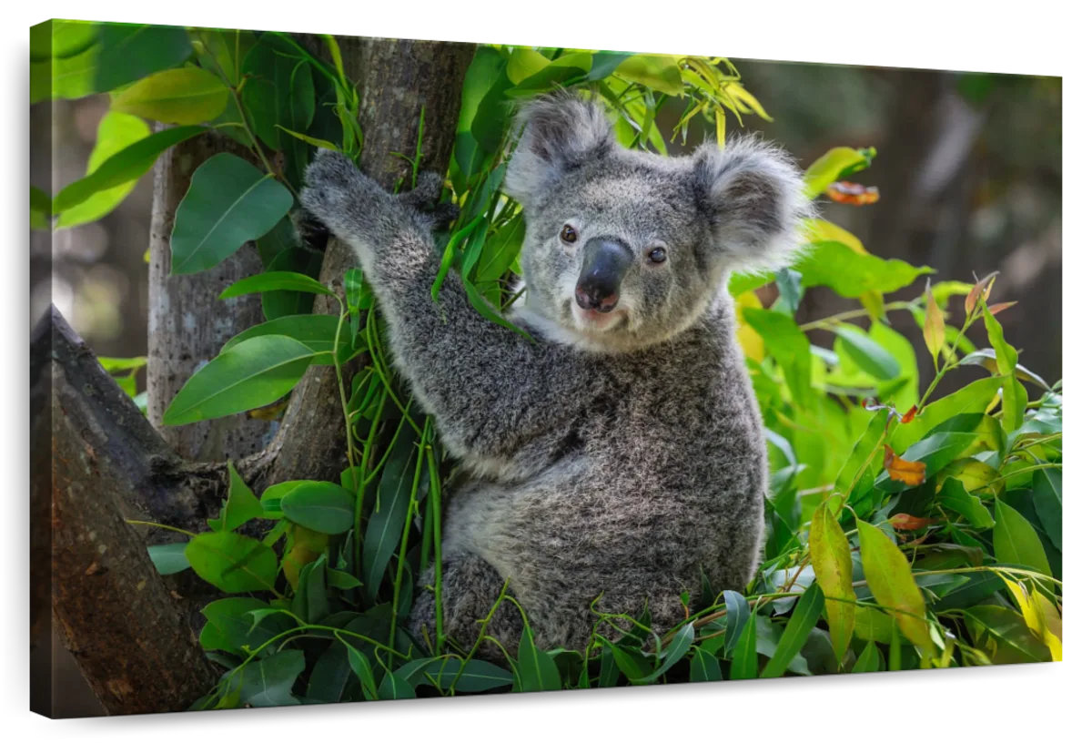 Loon Peak® Cute Koala | Wayfair