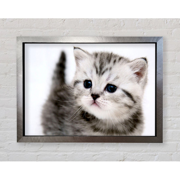 Bright Star Kitty Cat - Print | Wayfair.co.uk