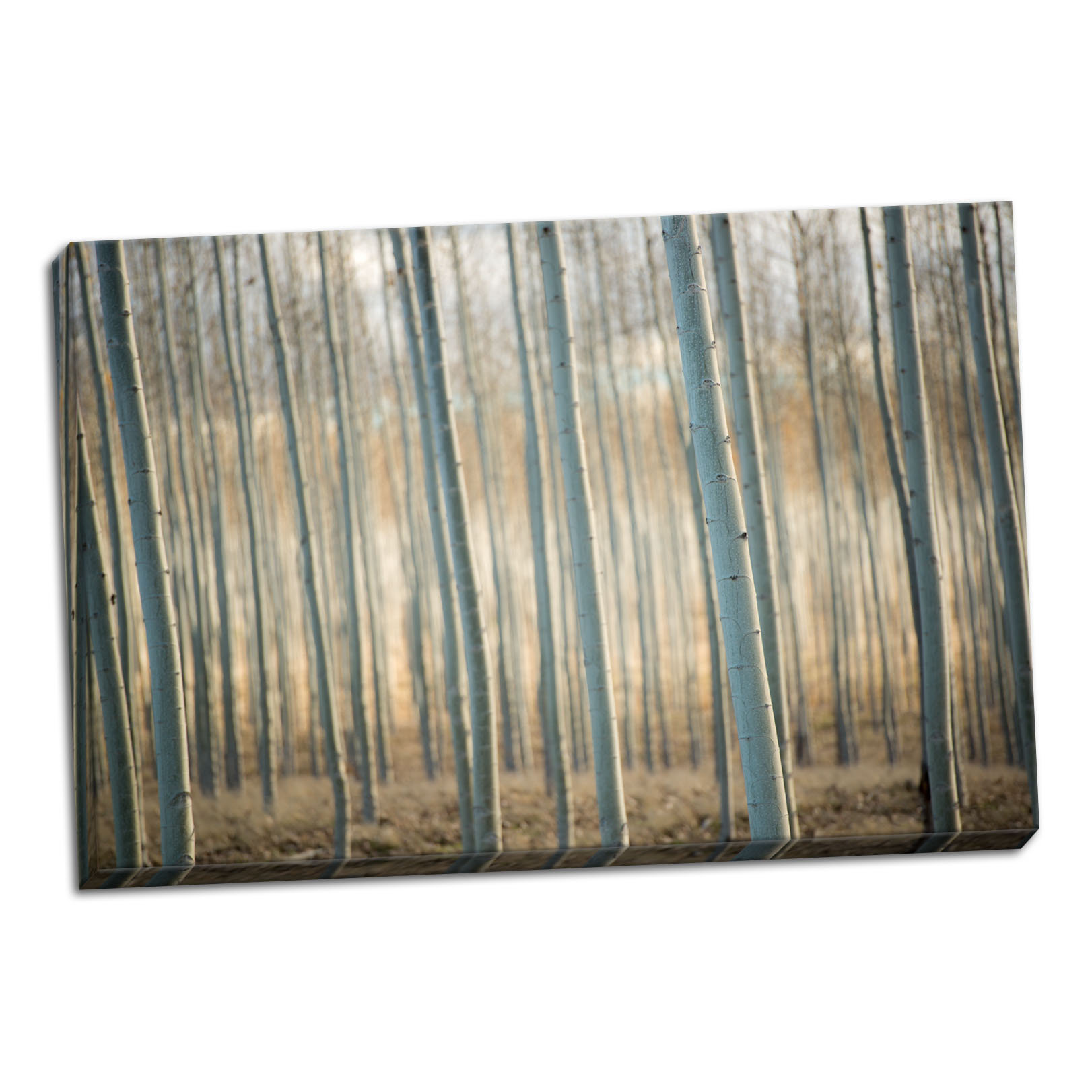 Millwood Pines 'Pacific Albus III' Photographic Print on Wrapped Canvas ...