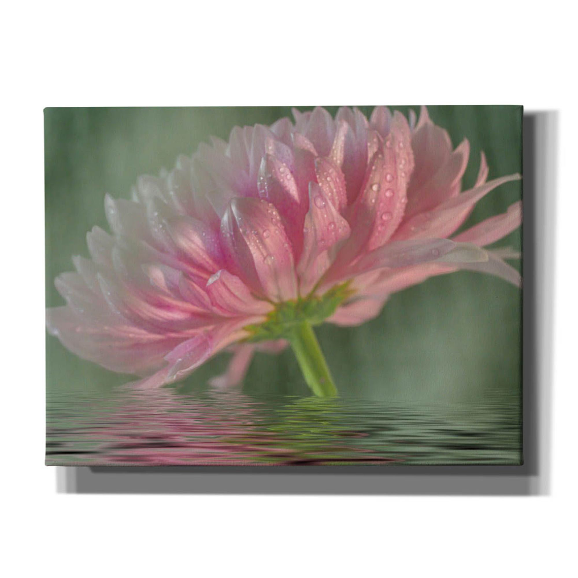 Ebern Designs Dahlia Reflection On Canvas by Pamela Plummer Print | Wayfair