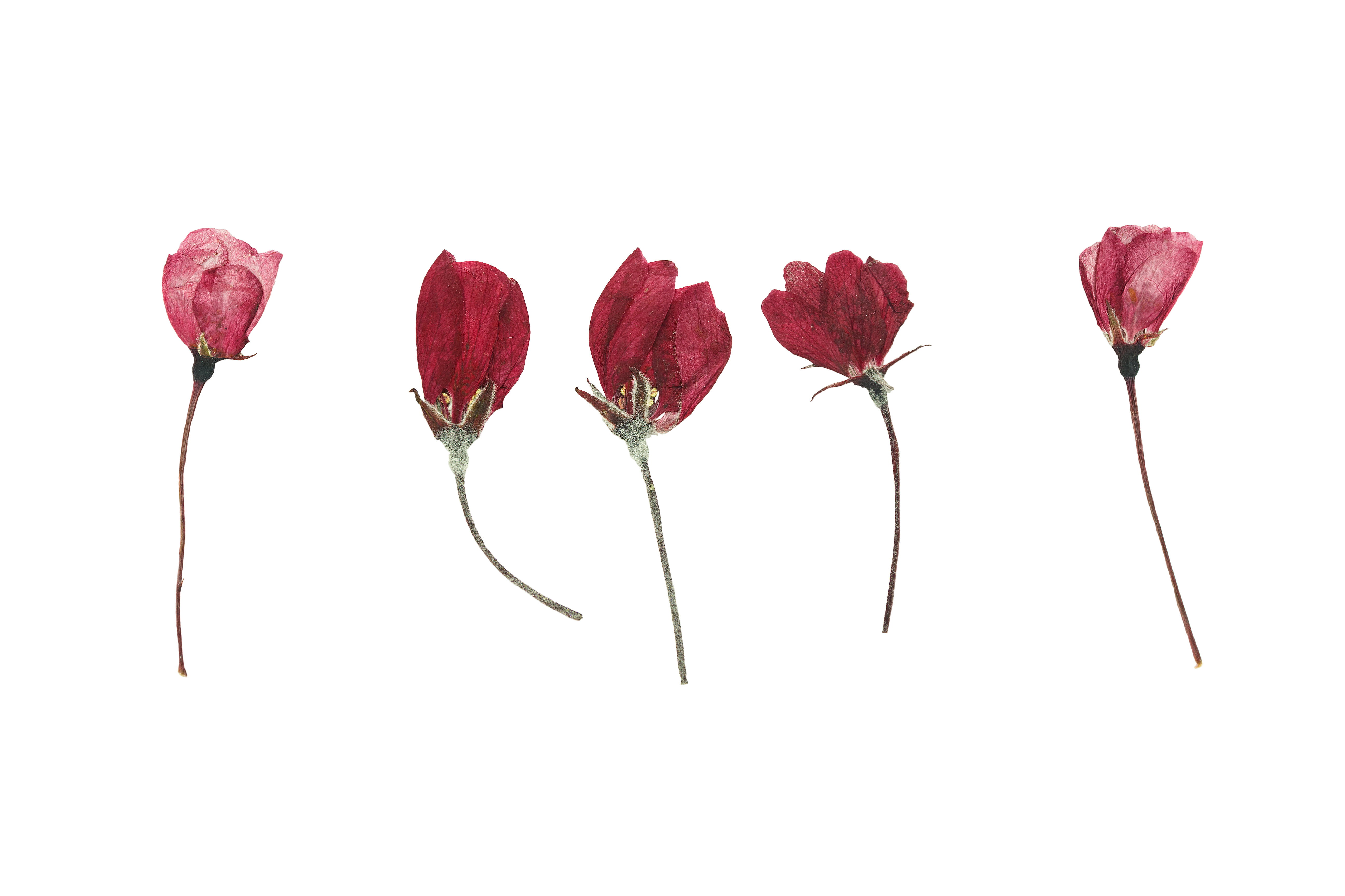 Ebern Designs Pressed And Dried Flower Buds Of Apple by - Wrapped ...