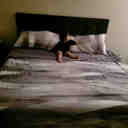 Latitude Run® Dewane Tufted Low Profile Platform Bed & Reviews | Wayfair